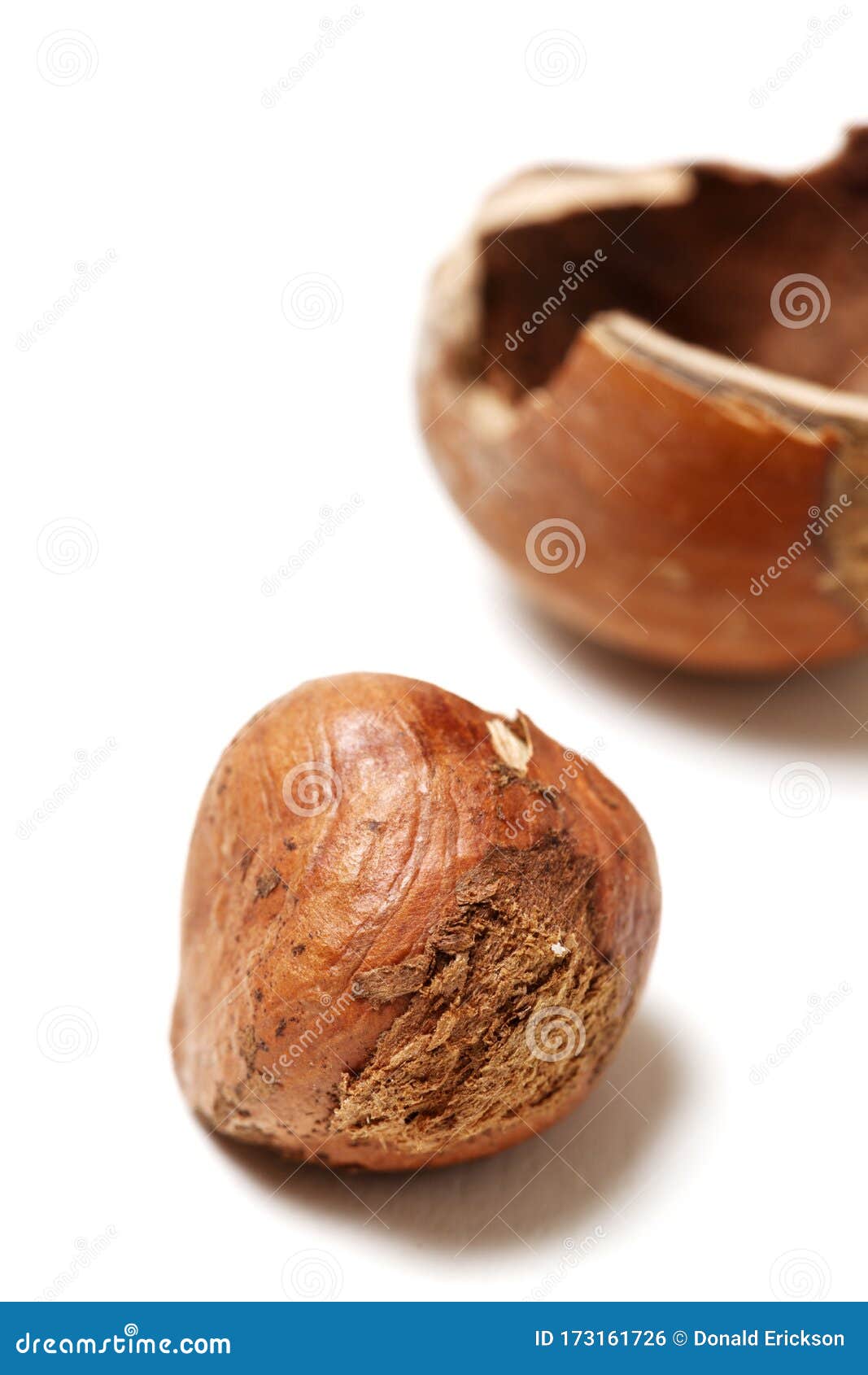 Hazel Nut Isolated on White Stock Photo - Image of shell, photograph ...