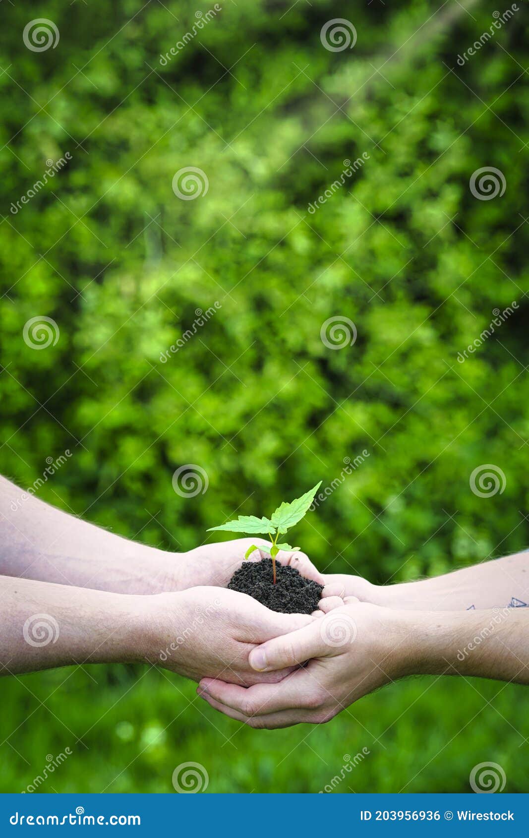Save the Nature for the Future Stock Photo - Image of future, bokeh ...