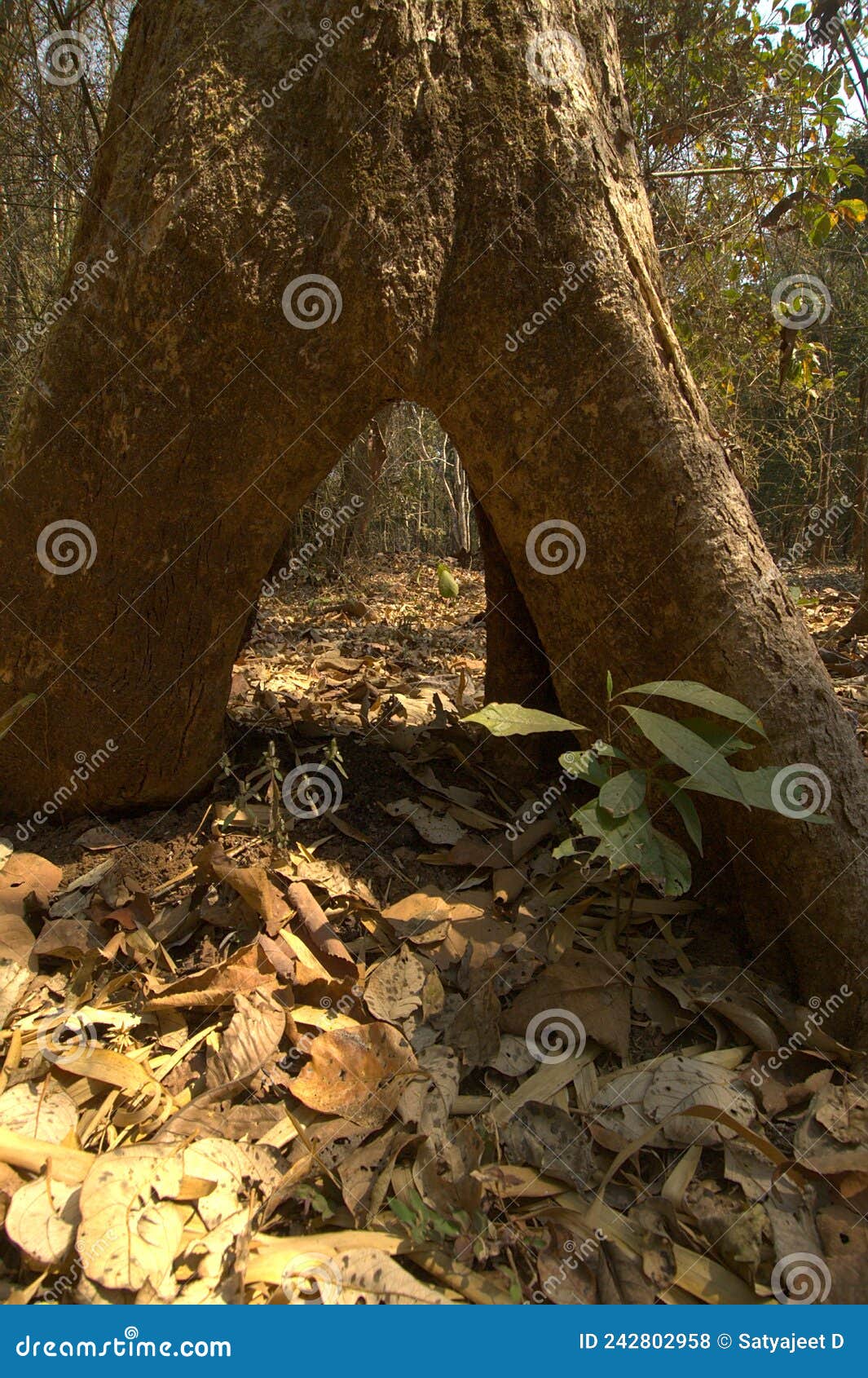 A Photograph of a Huge See-through Tree Trunk. Stock Photo - Image of ...