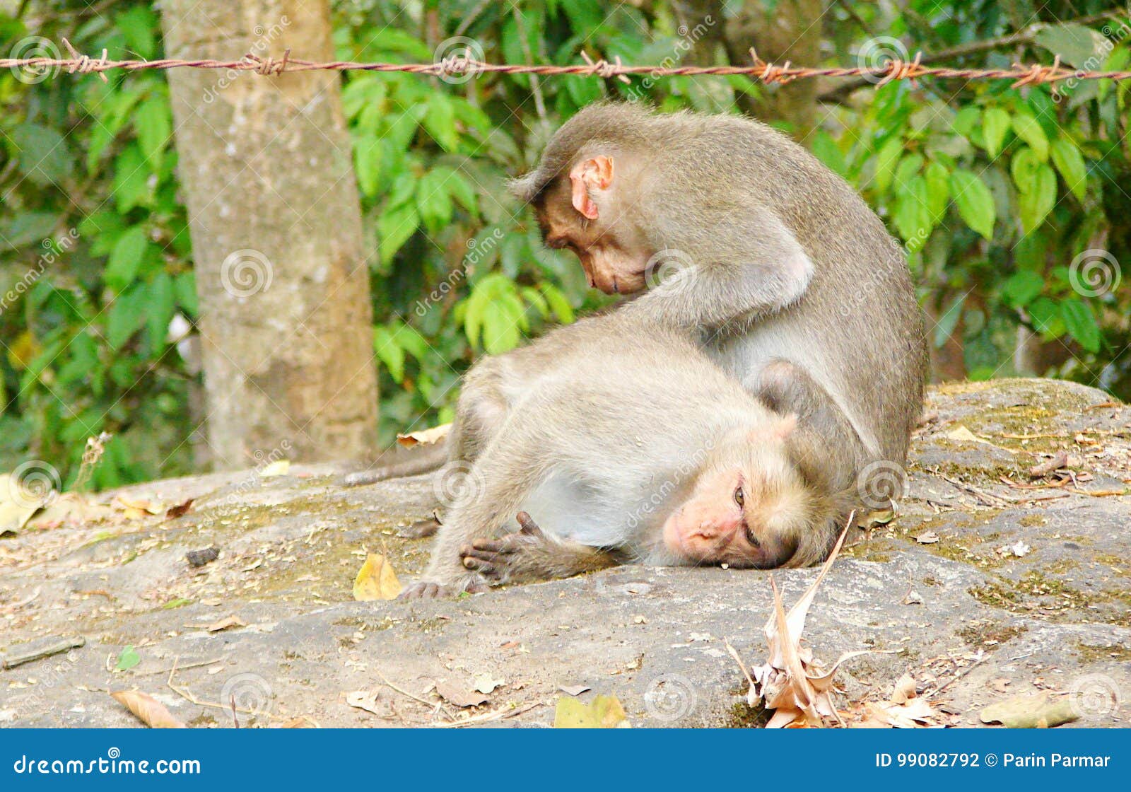Monkey Picking Lice from Another Monkey - Behavior Stock Photo - Image ...