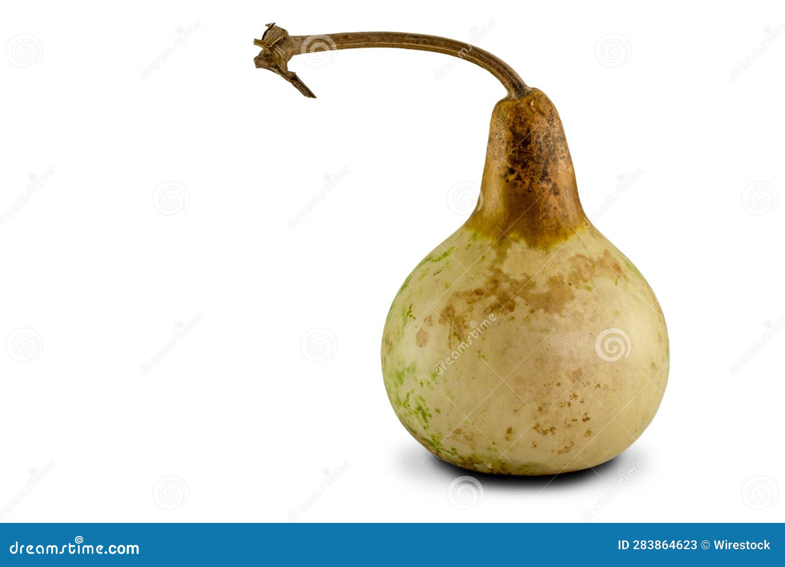 Photograph of an Isolated, Dry Gourd Stock Image - Image of dryness ...
