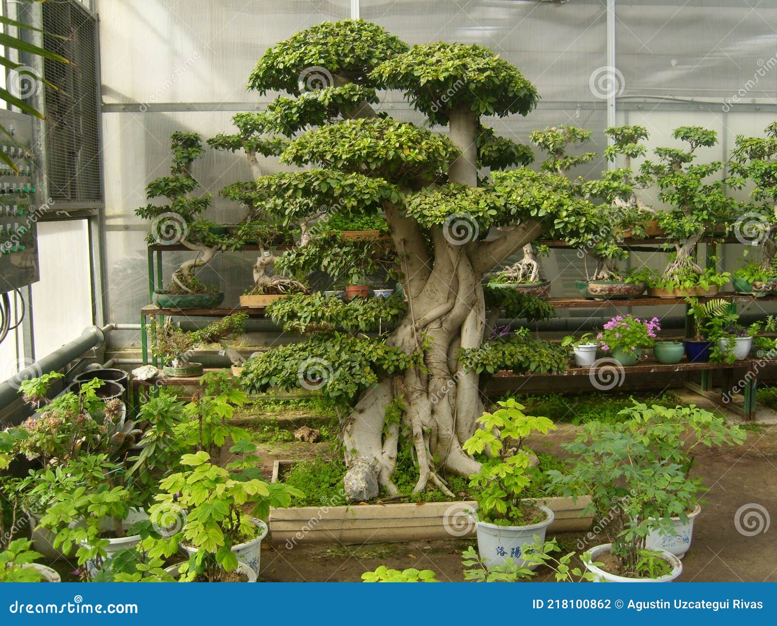 Beautiful Large Size Bonsai. Stock Photo - Image of bonsai, flower ...