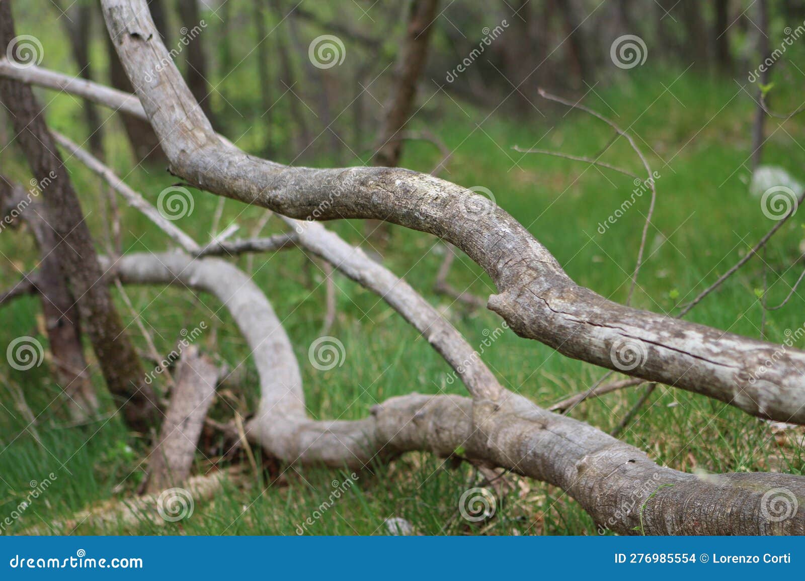 Fallen branches stock photo. Image of branch, tree, woods - 276985554
