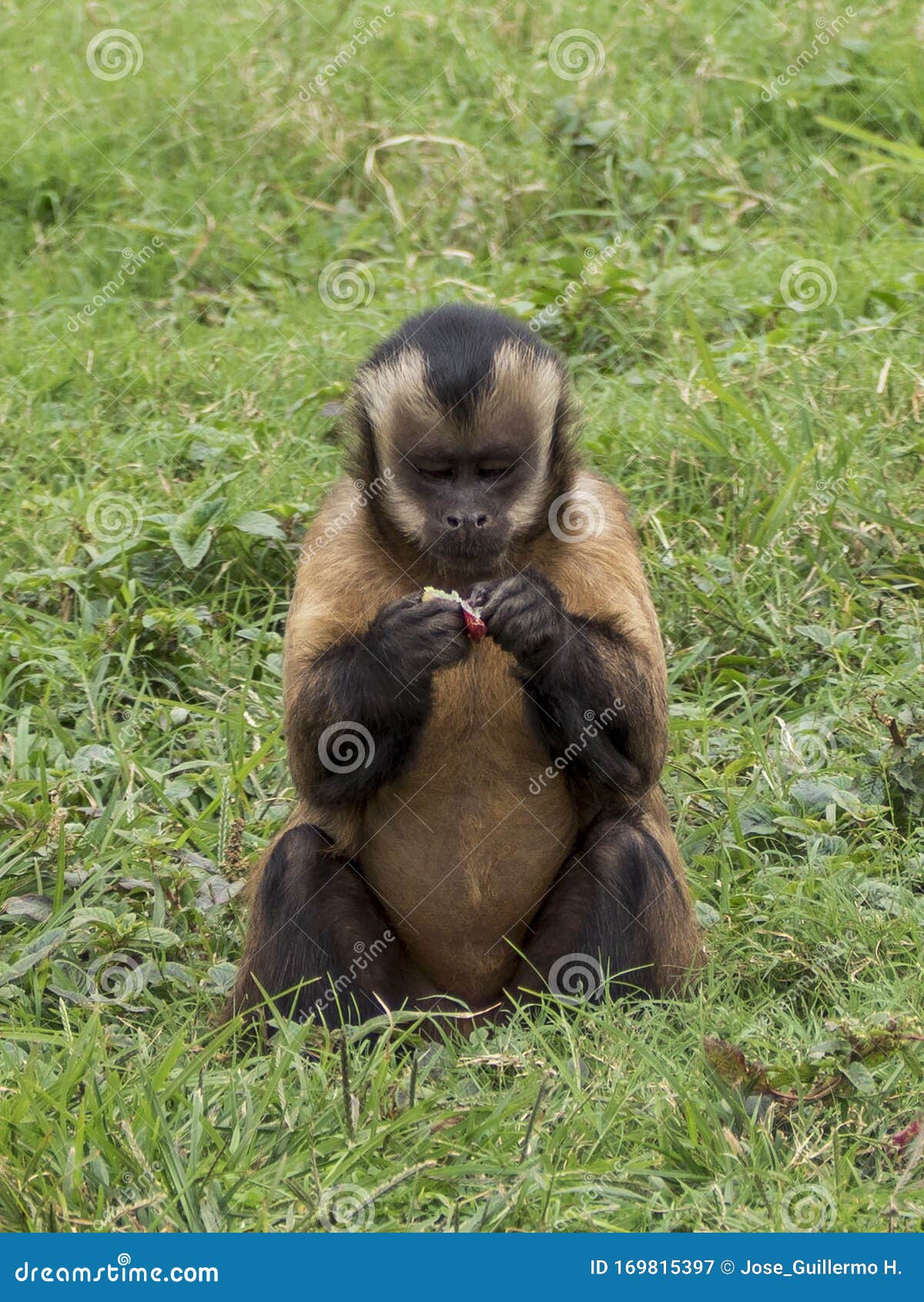 Large Headed Capuchin Monkey Specimen Stock Image - Image of animal ...