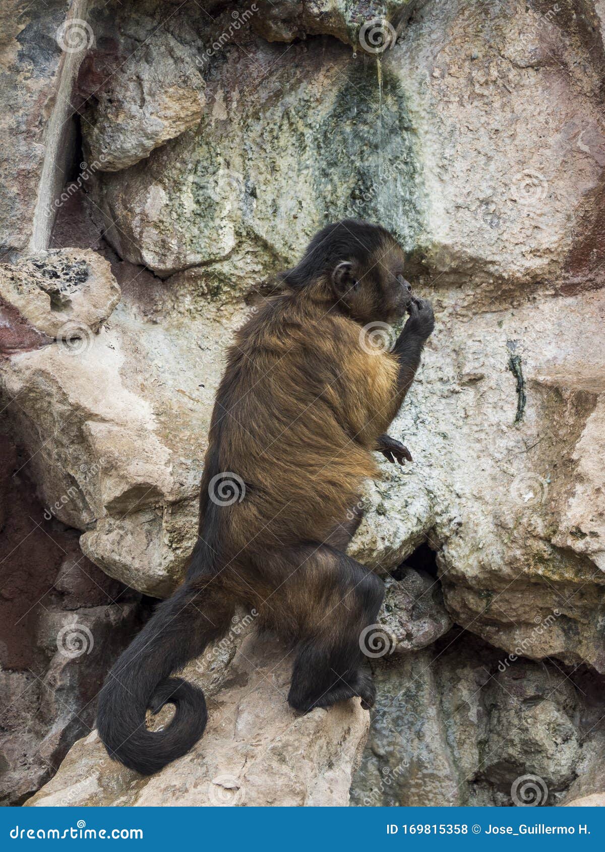 Large Headed Capuchin Monkey Specimen Stock Photo - Image of tropical ...