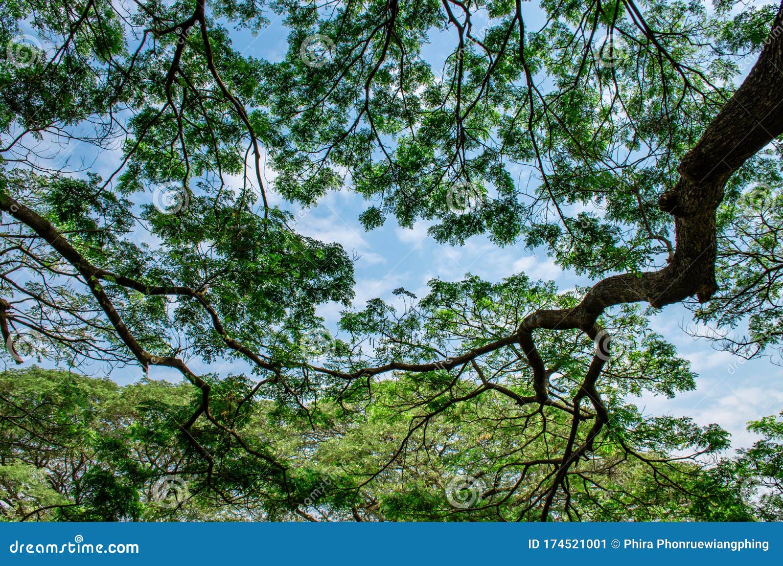 Photograph of a Large Tree, Bottom To Top View, in Nature Stock Image ...