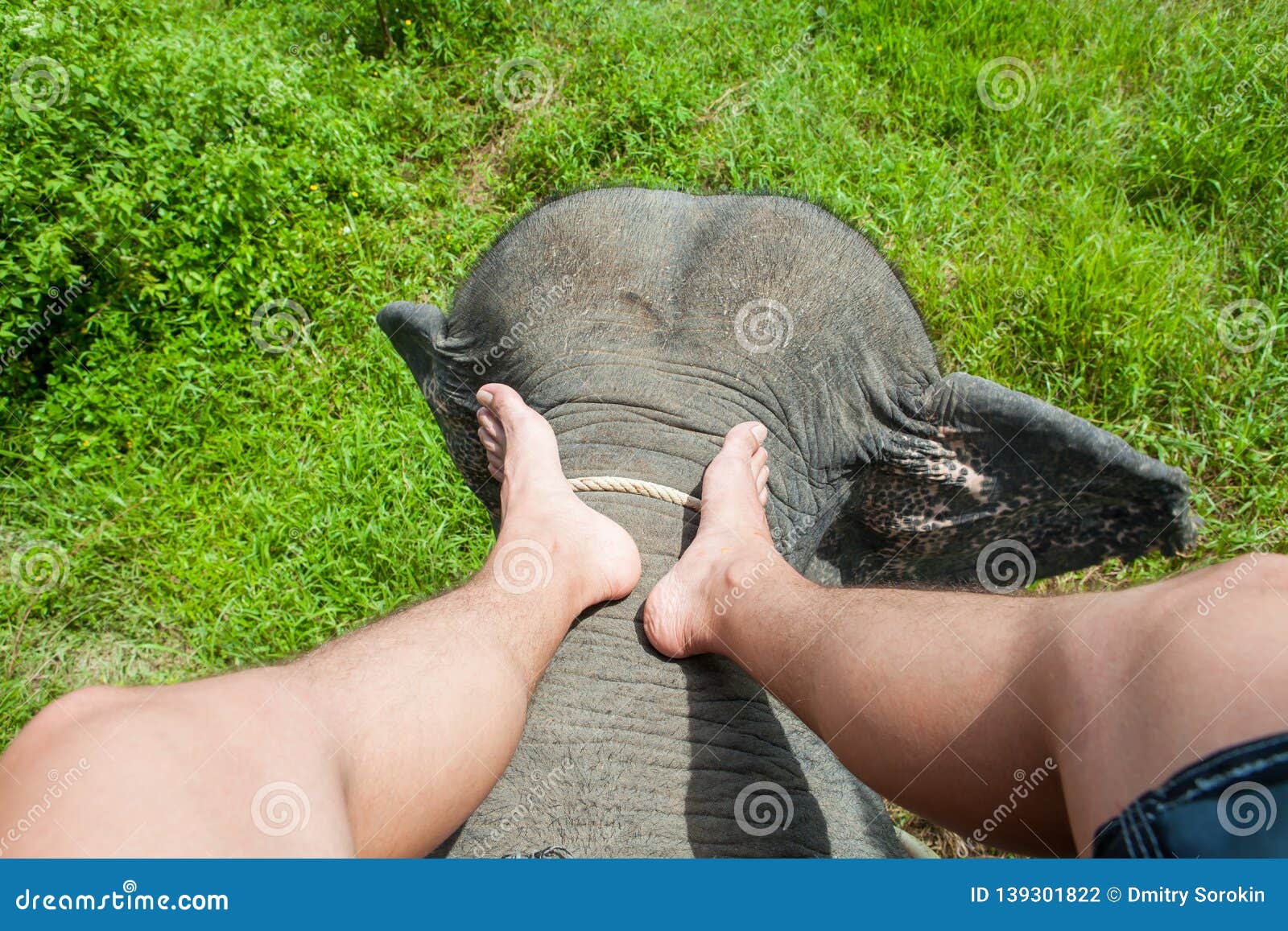 Photograph of the Legs of an Elephant Driver. Indian Elephant, Top View ...