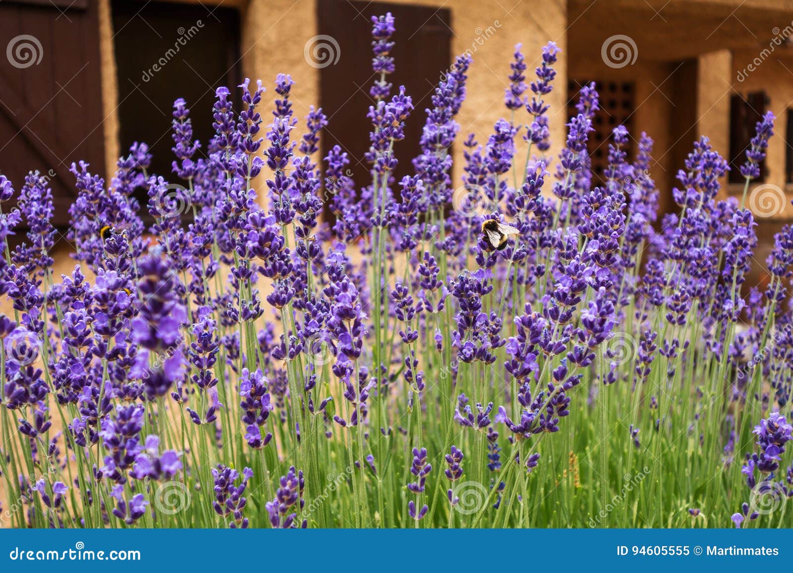 Levanda stock image. Image of home, background, closeup - 94605555