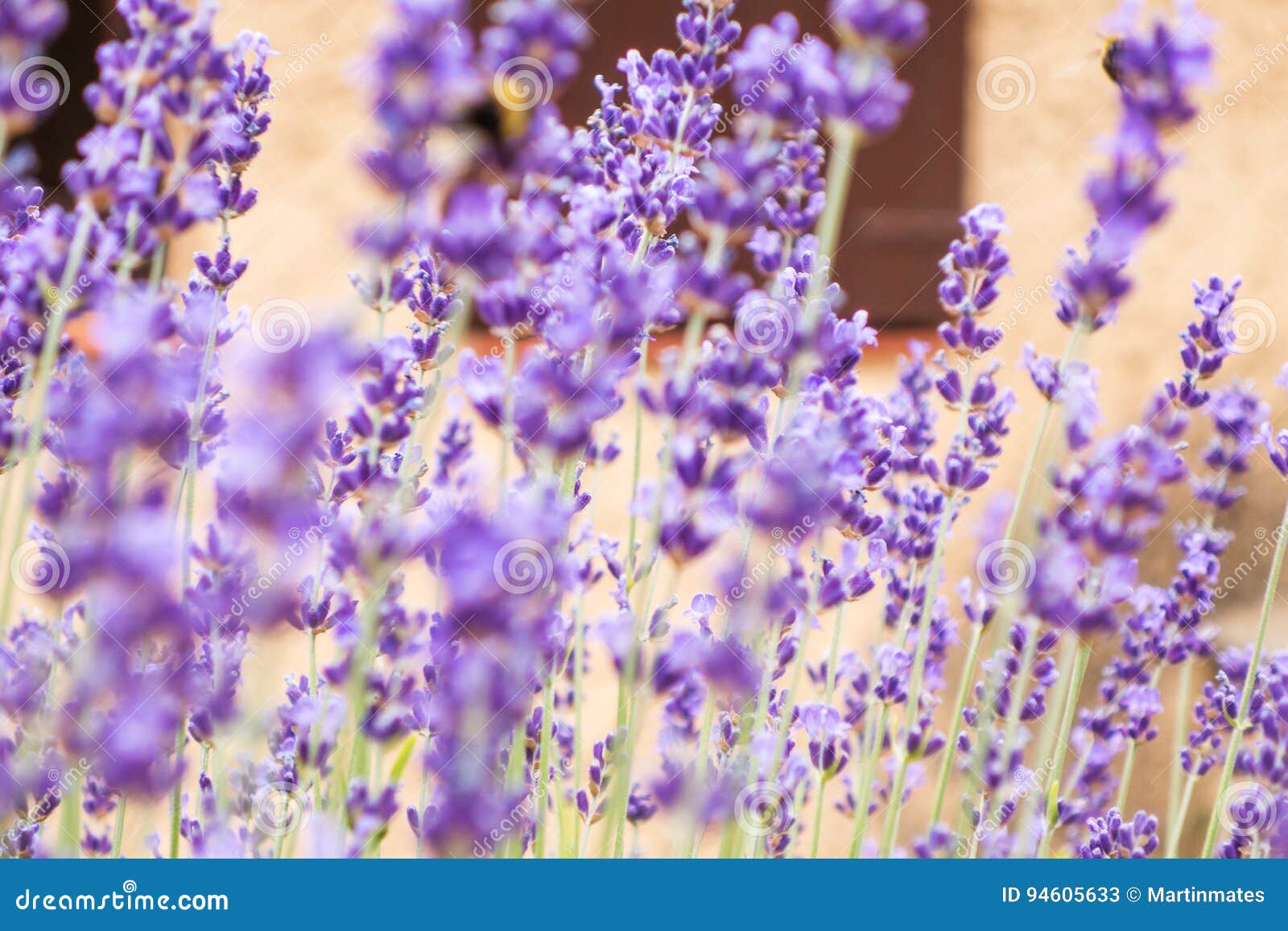 Levanda Stock Photos - Free & Royalty-Free Stock Photos from Dreamstime