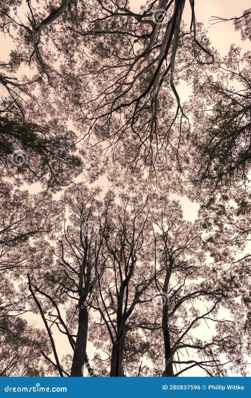 Photograph Looking Up through a Tree Canopy in a Forest Stock Photo ...