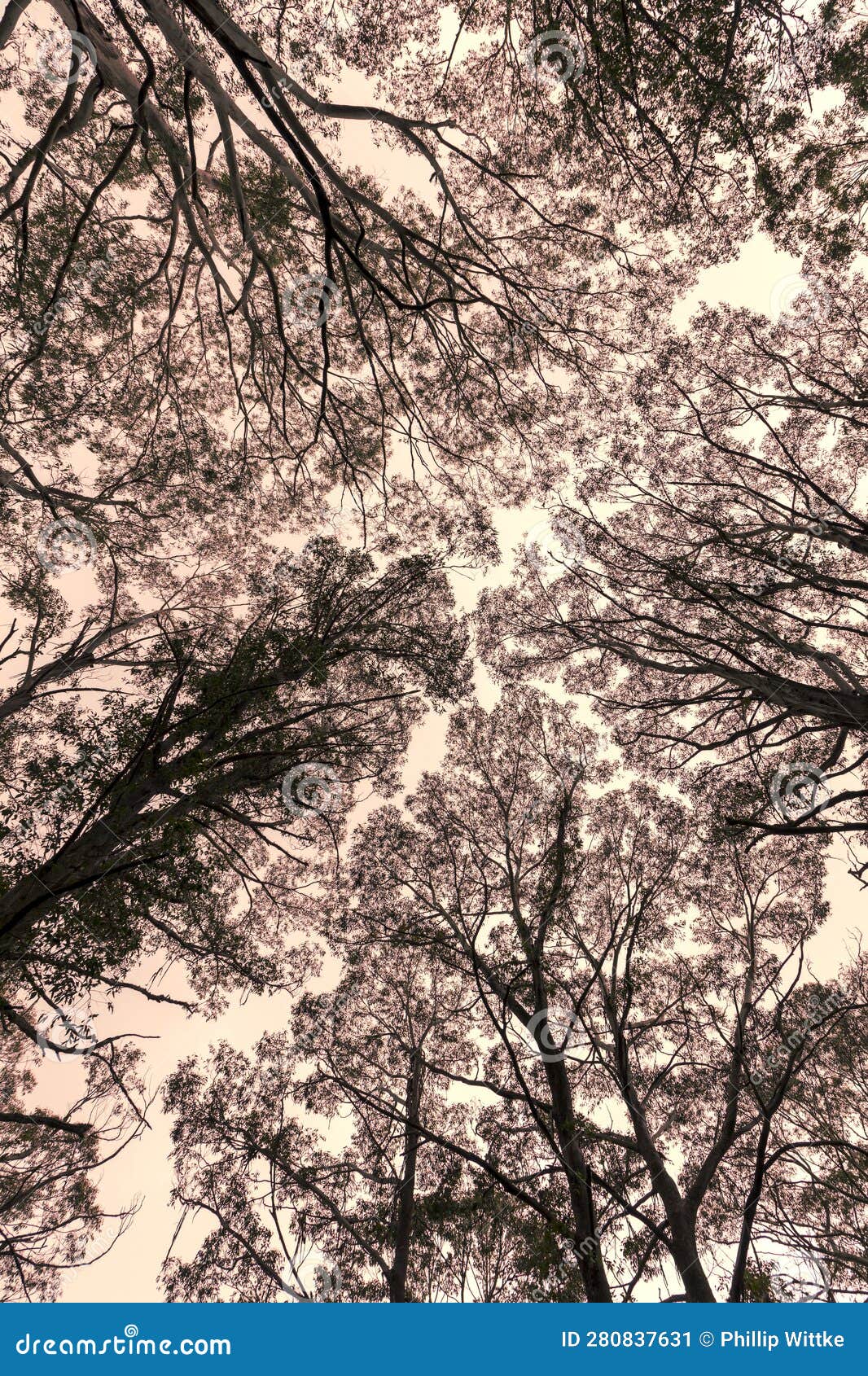 Photograph Looking Up through a Tree Canopy in a Forest Stock Image ...