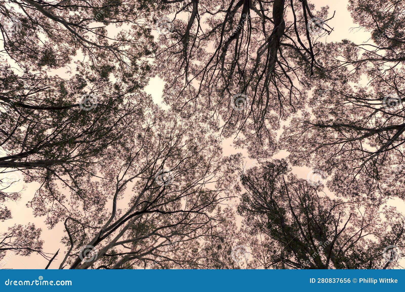 Photograph Looking Up through a Tree Canopy in a Forest Stock Photo ...