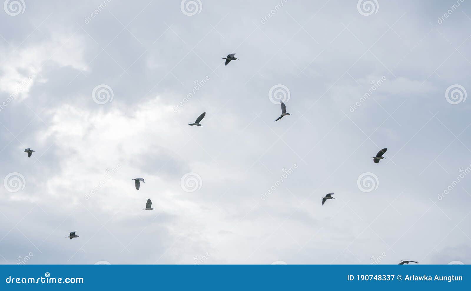 Many Birds Flying in the Sky Beautifully. Stock Image - Image of group ...