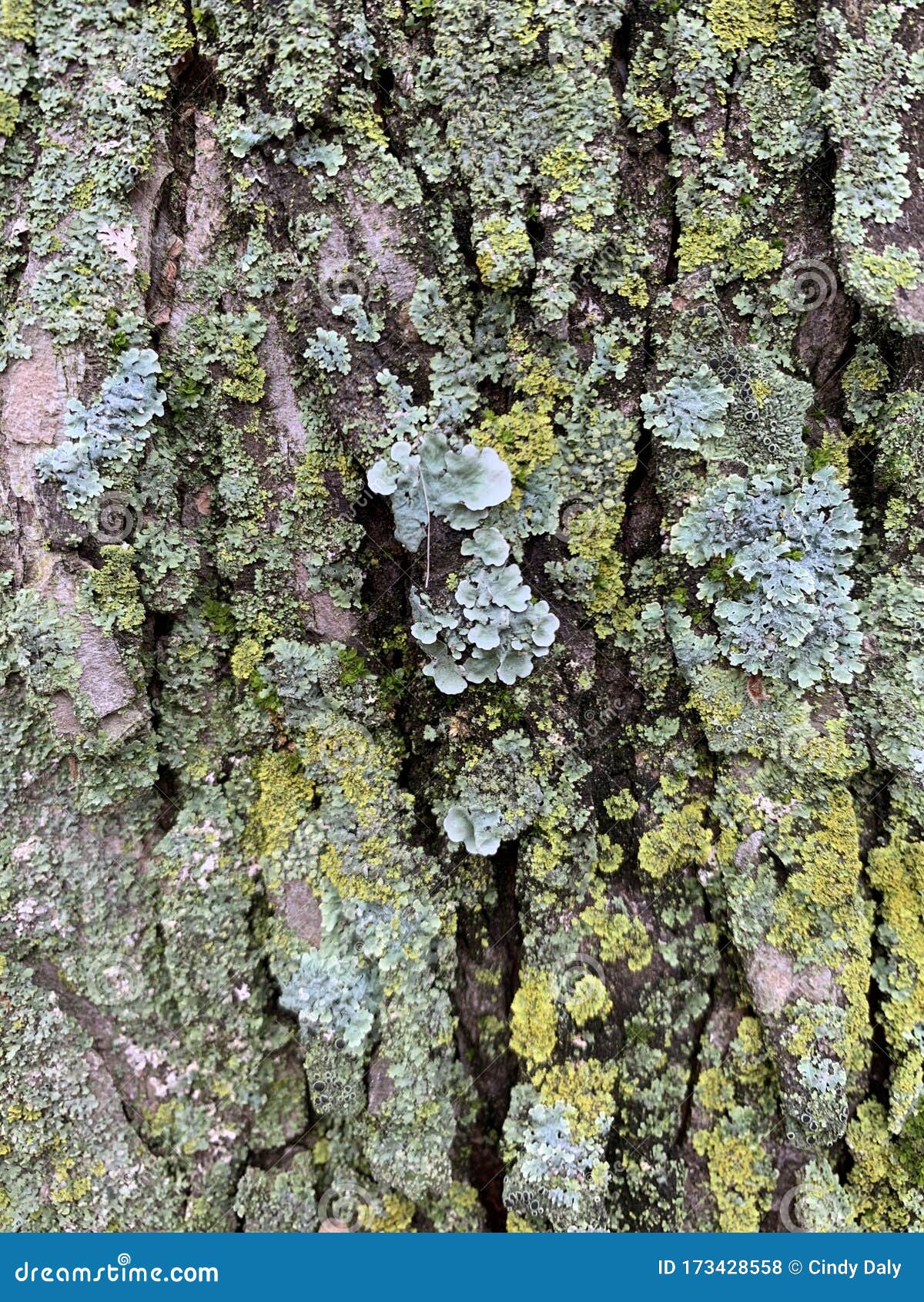 A Photo of Some Green Moss on a Tree Showing Some Color Stock Photo ... A Photo of Some Green Moss on a Tree Showing Some Color Stock Photo ...