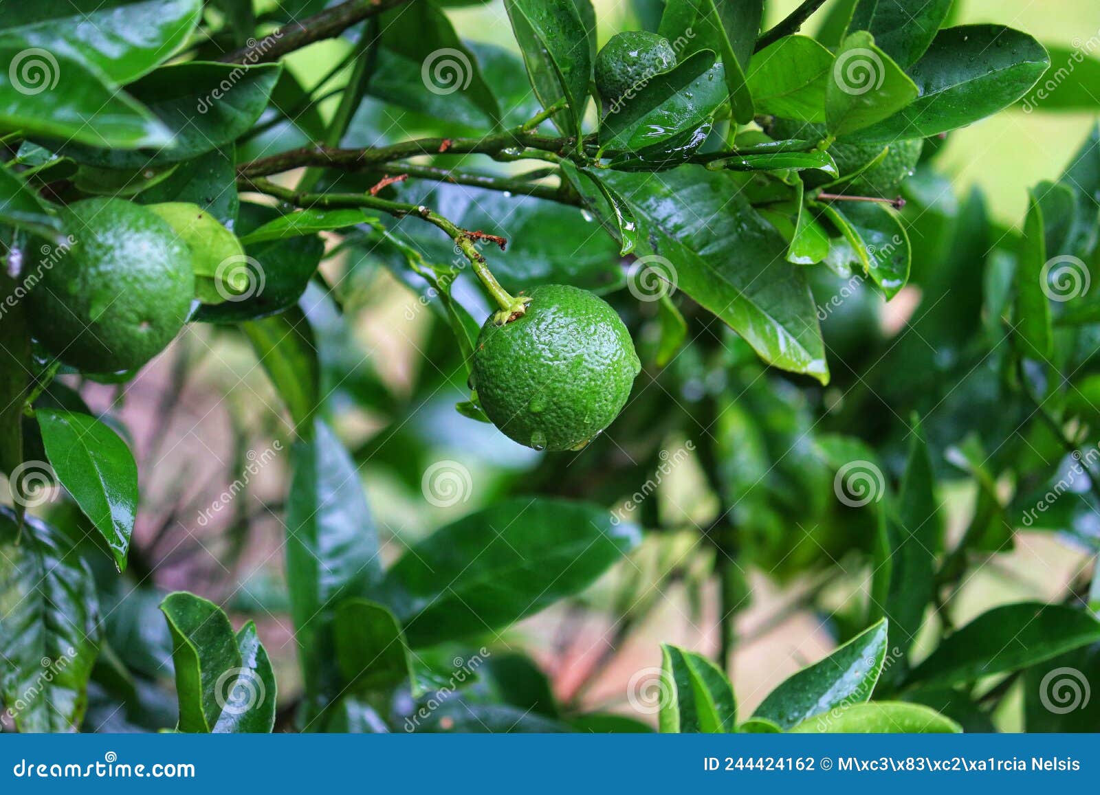 A Small Orange Tree in the Garden. Stock Photo - Image of tree, flower ...