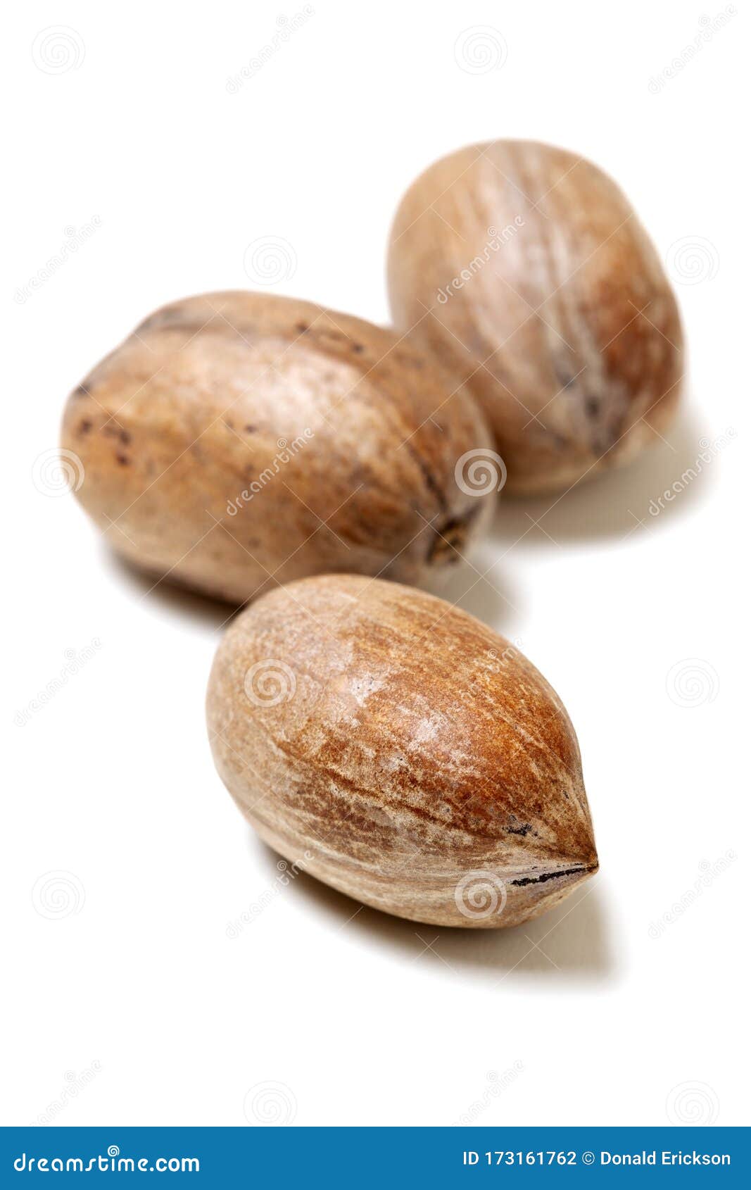 Pecan Nuts Isolated on White Stock Photo - Image of close, copy: 173161762