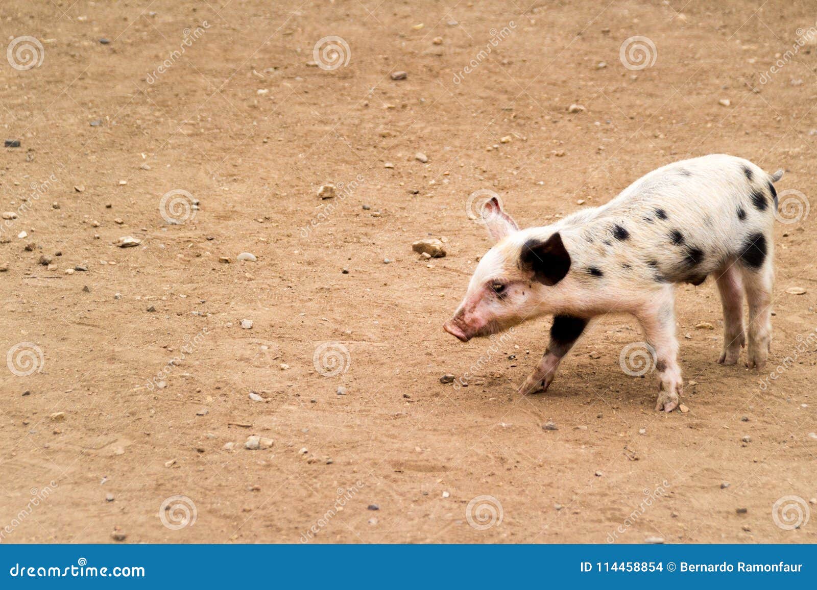 Pig on a Dirt Floor Photograph Stock Photo - Image of food, nose: 114458854