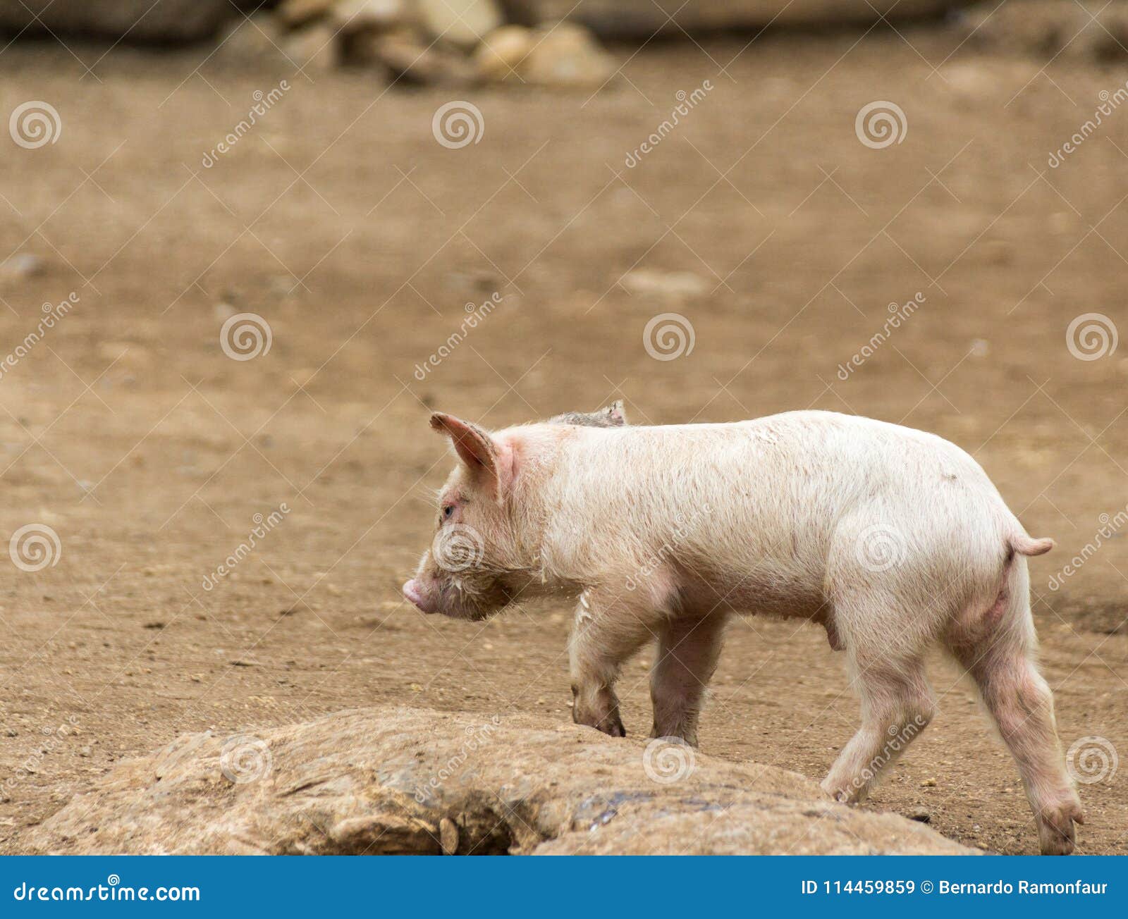 Pig on a Dirt Floor Photograph Stock Image - Image of ears, farm: 114459859