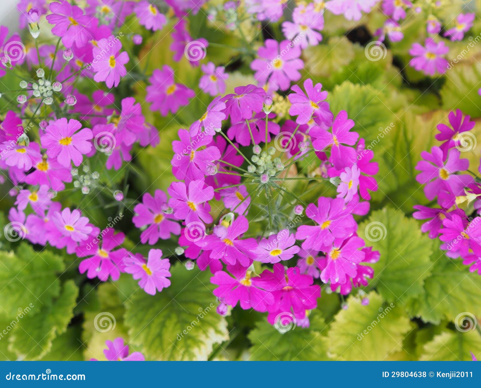 Pink primula stock photo. Image of green, macro, closeup - 29804638