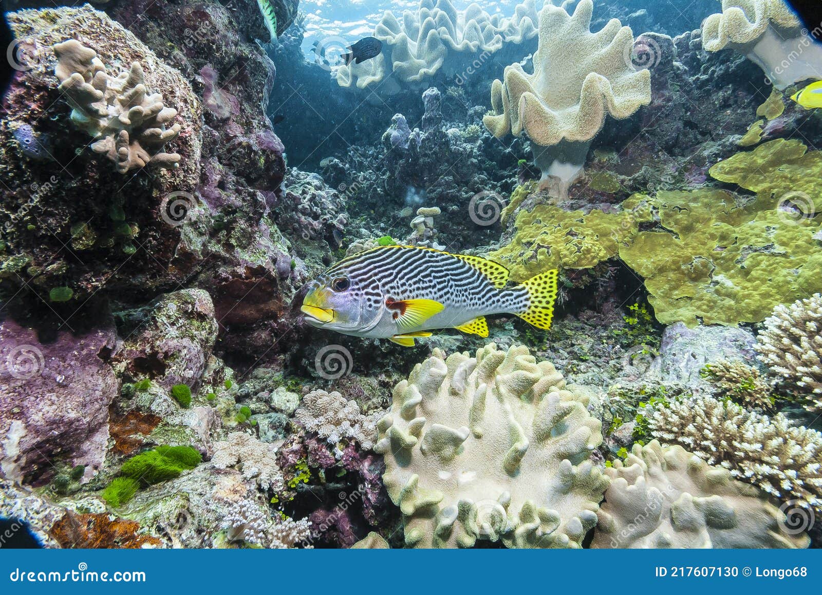 Photograph of a Predator Fish Observing the Environment in a Coral Reef ...