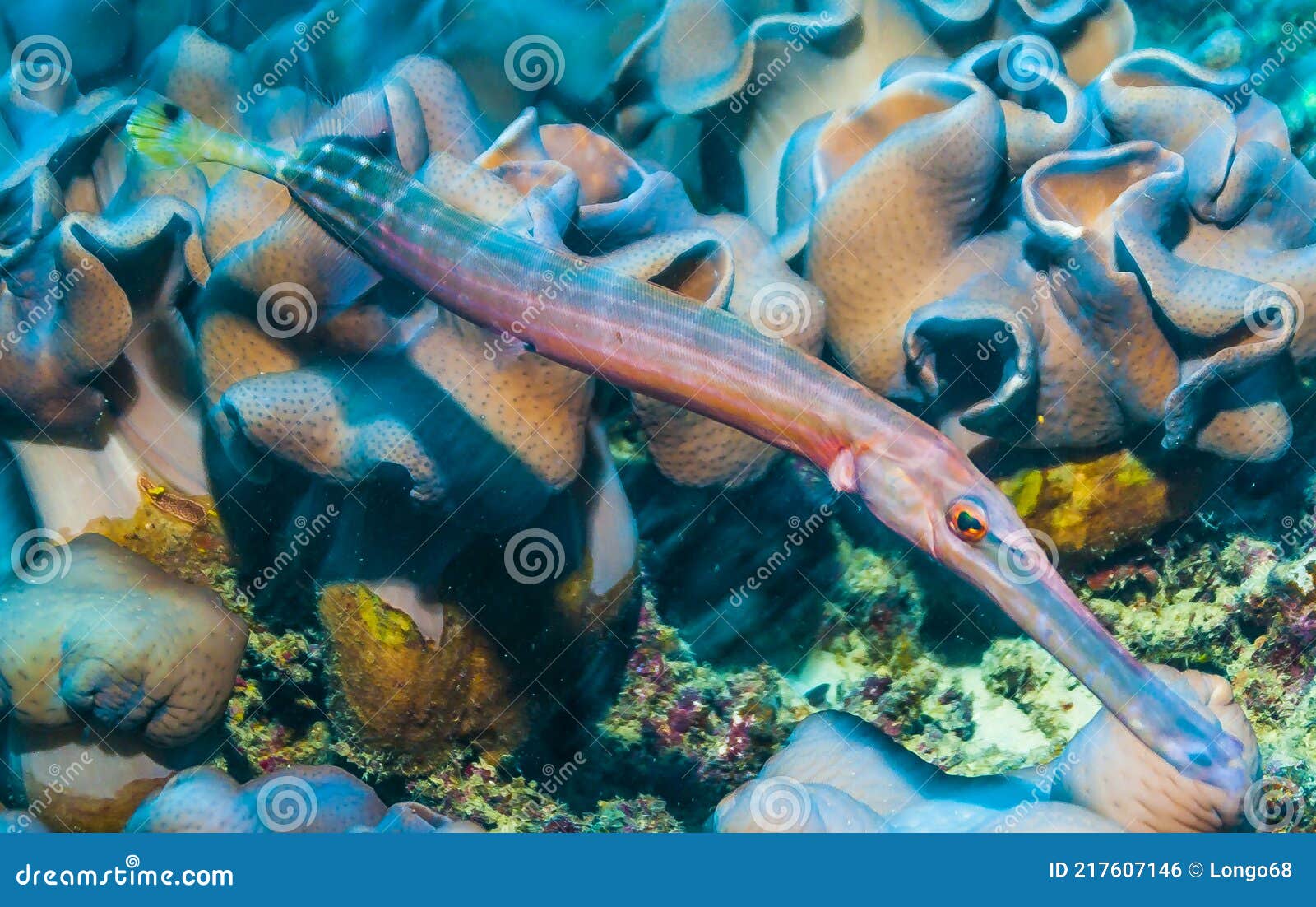 Photograph of a Predator Fish Observing the Environment in a Coral Reef ...