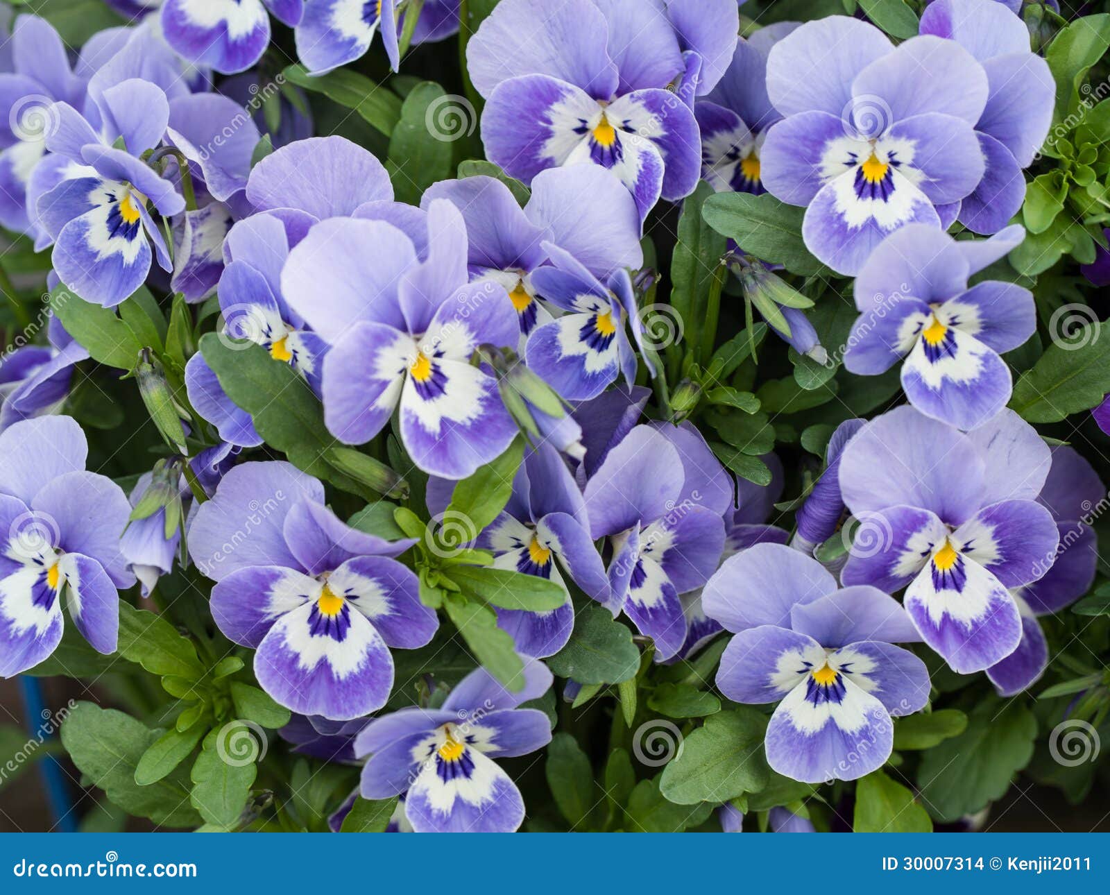 Purple viola stock photo. Image of nature, petal, color - 30007314