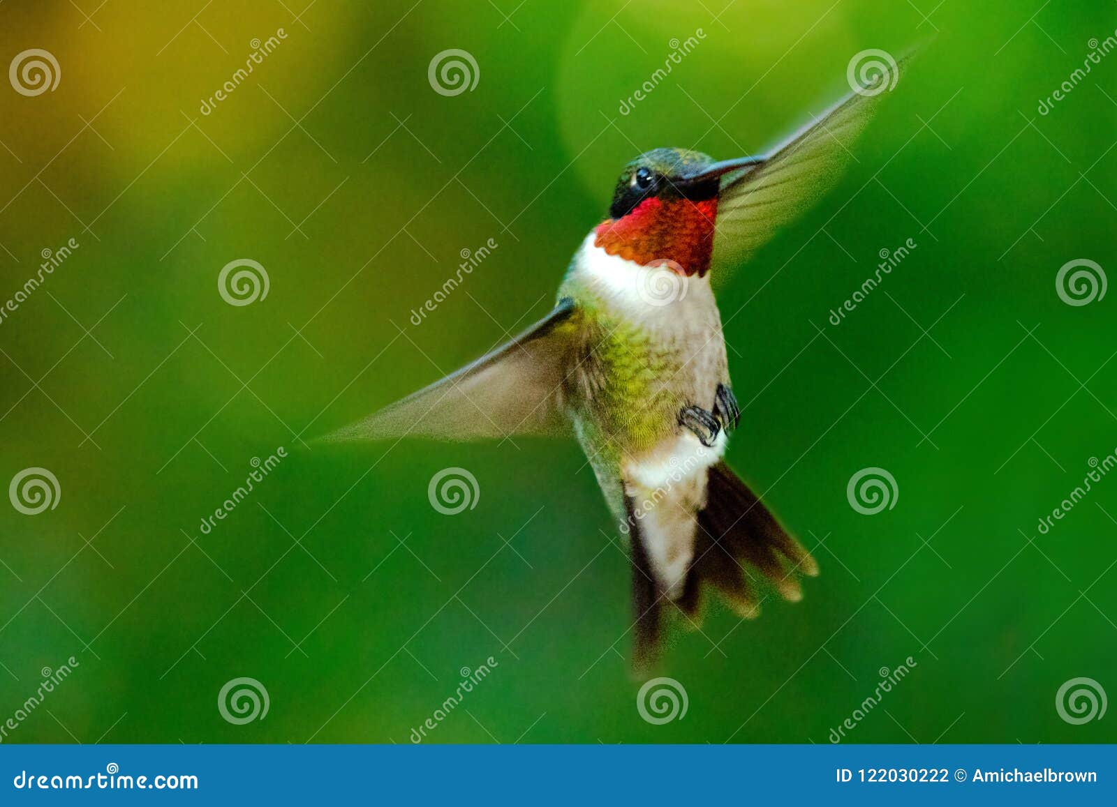 Ruby-throated Hummingbird in Flight. Stock Photo - Image of tropical ...