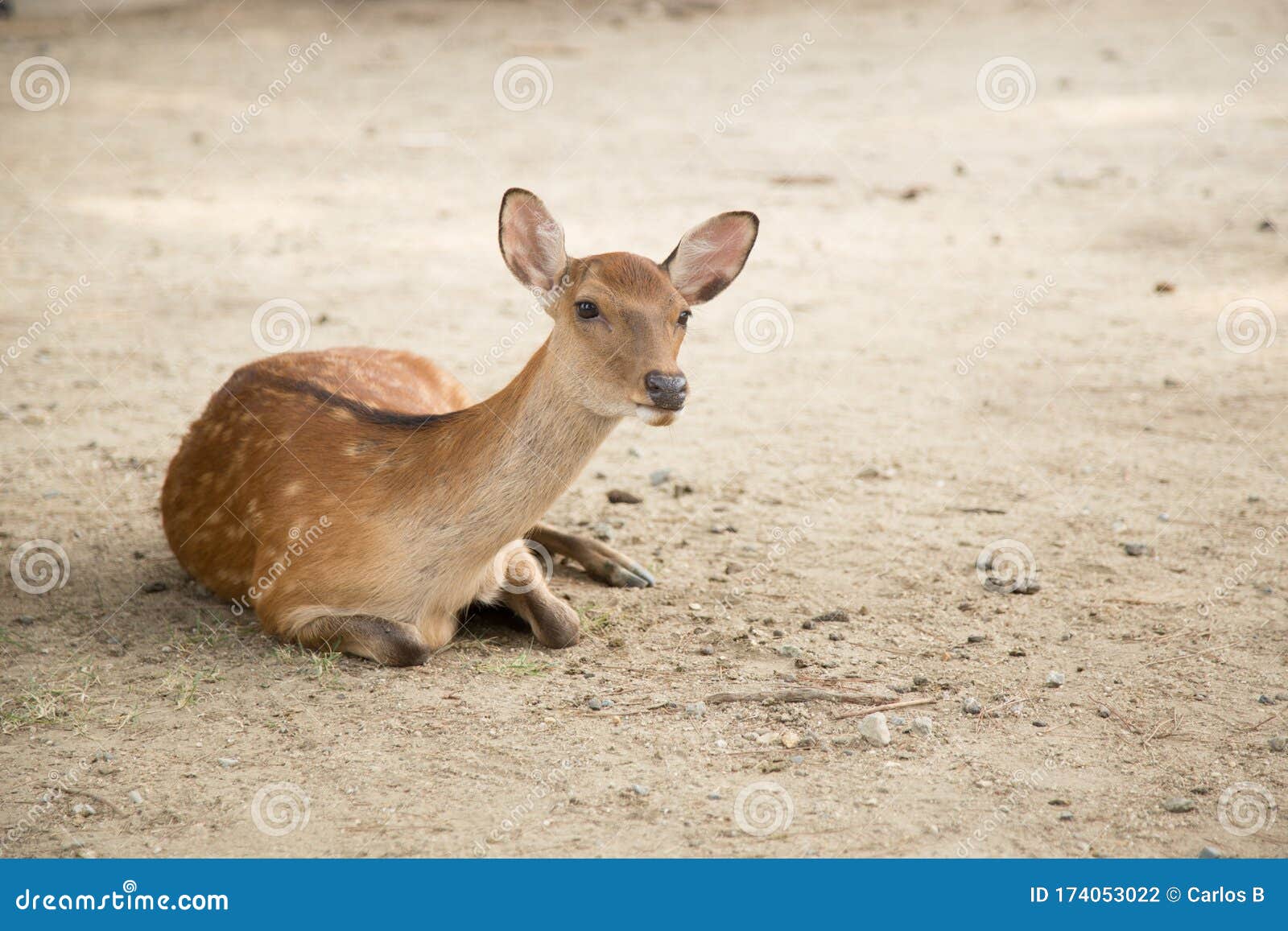 Photograph of Scared Little Deer Stock Photo - Image of cute, bambi ...