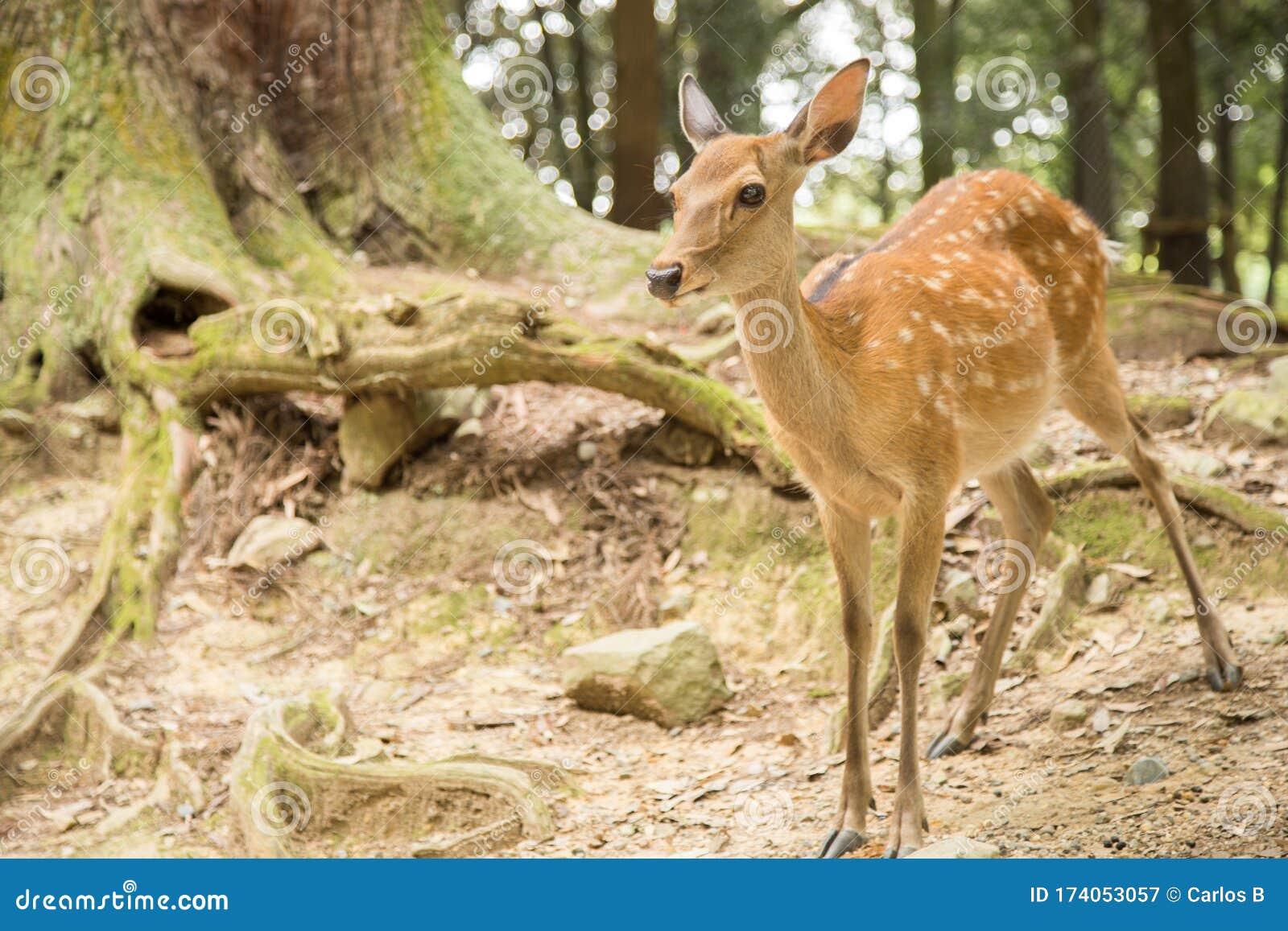 Photograph of Scared Little Deer Stock Image - Image of forest, tree ...