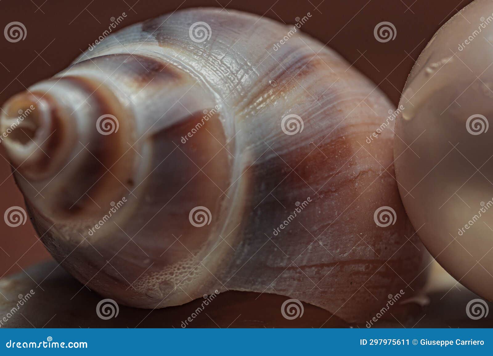 Photograph of Shell Details with Uniform Background. Stock Image ...