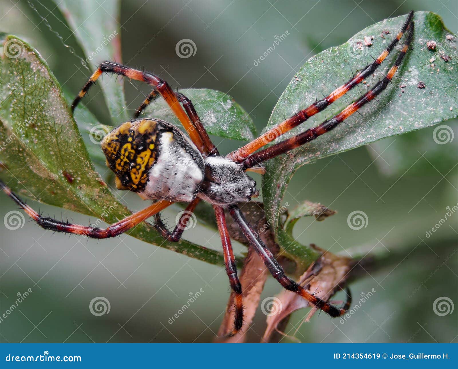 Silver Argiope Spider on Branches Stock Image - Image of tiger, silver ...