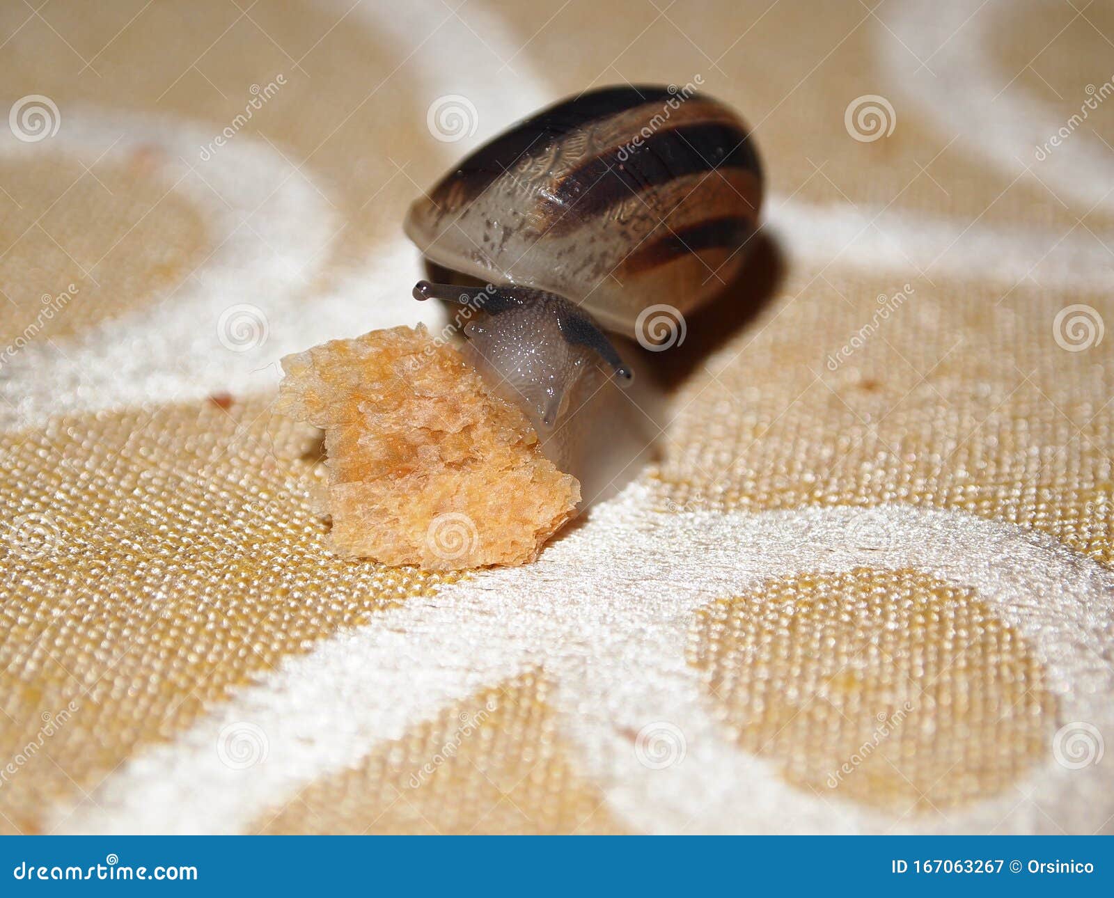 Snail in the table stock image. Image of nature, hand - 167063267