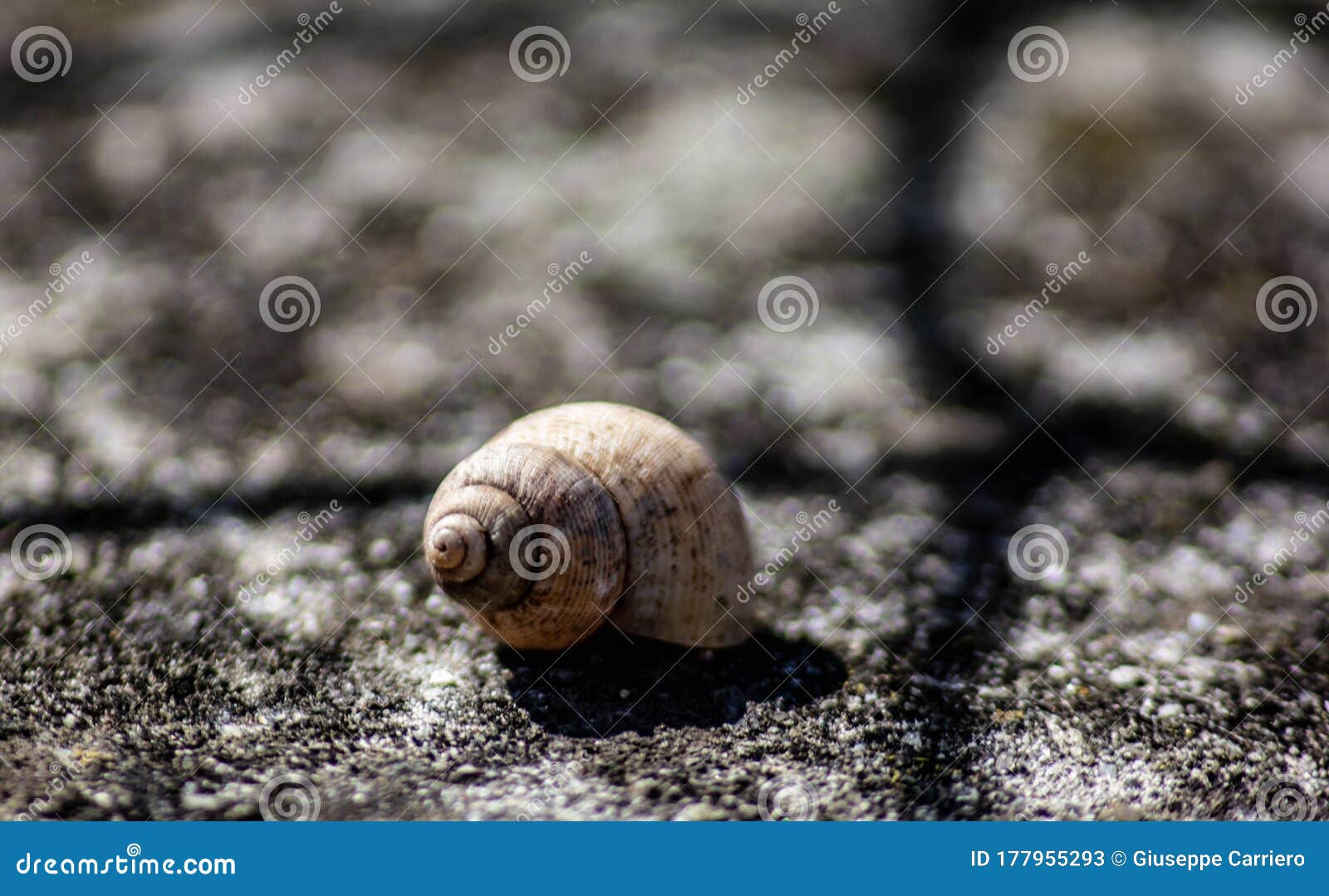 Photograph Of Shell Details With Uniform Background. Royalty-Free Stock ...