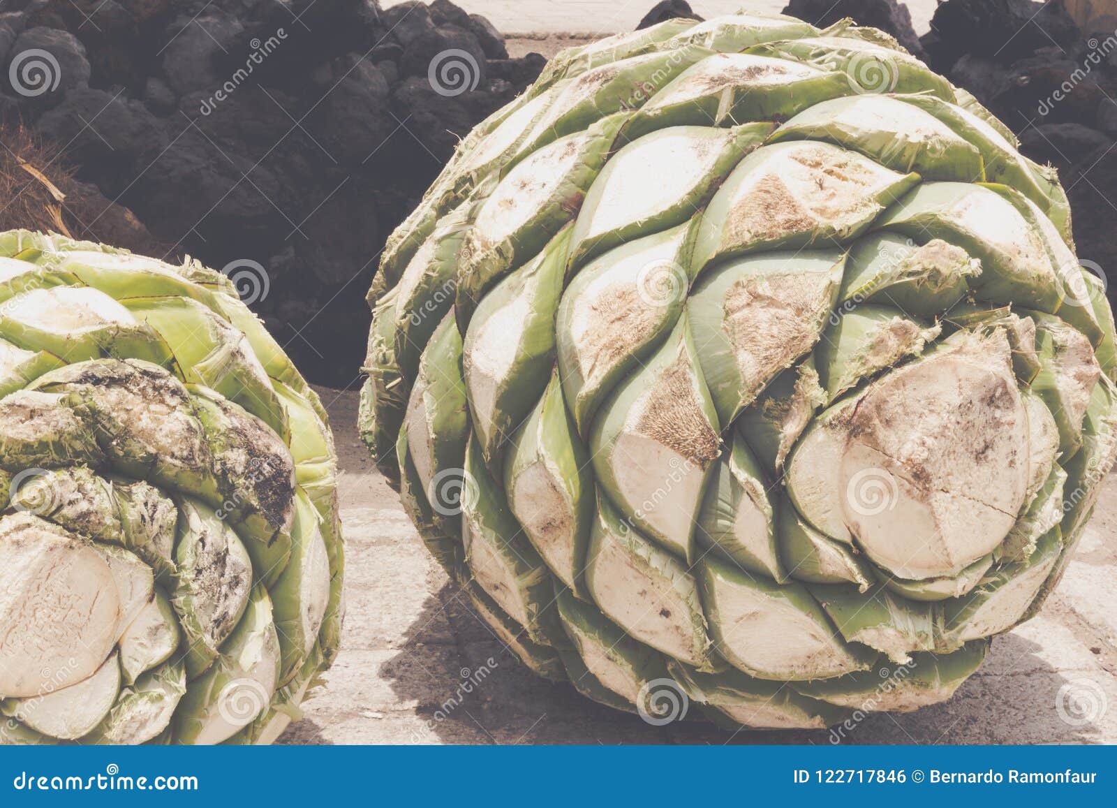 Agave Hearts of Oaxaca Mexico Stock Photo - Image of alcohol, organic ...