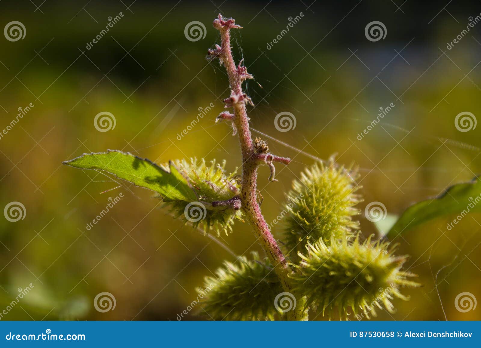 Photograph the Spines with Webs in Nature Stock Photo - Image of ...
