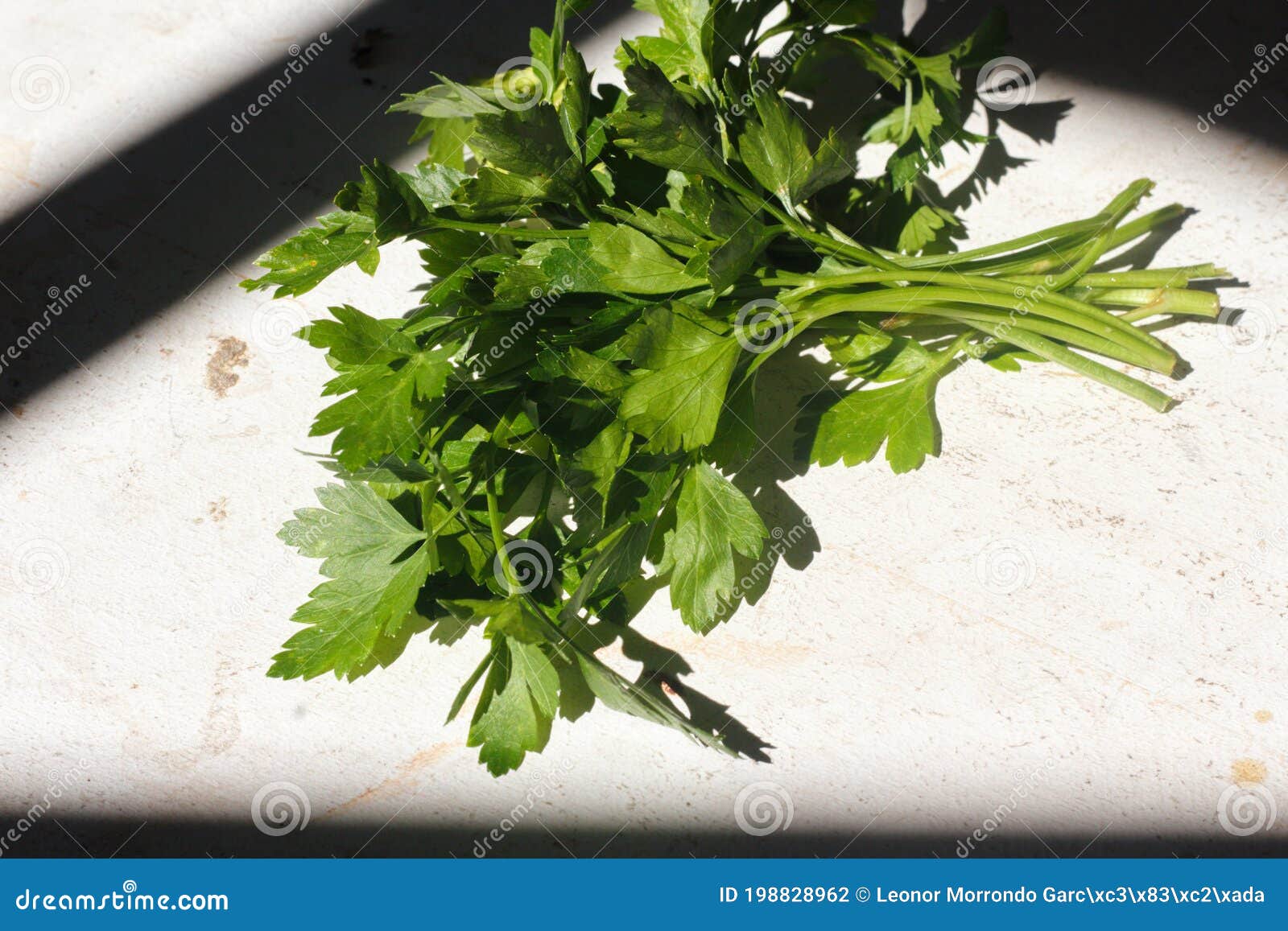 Photograph of Sprig of Parsley for Seasoning Stock Photo - Image of ...