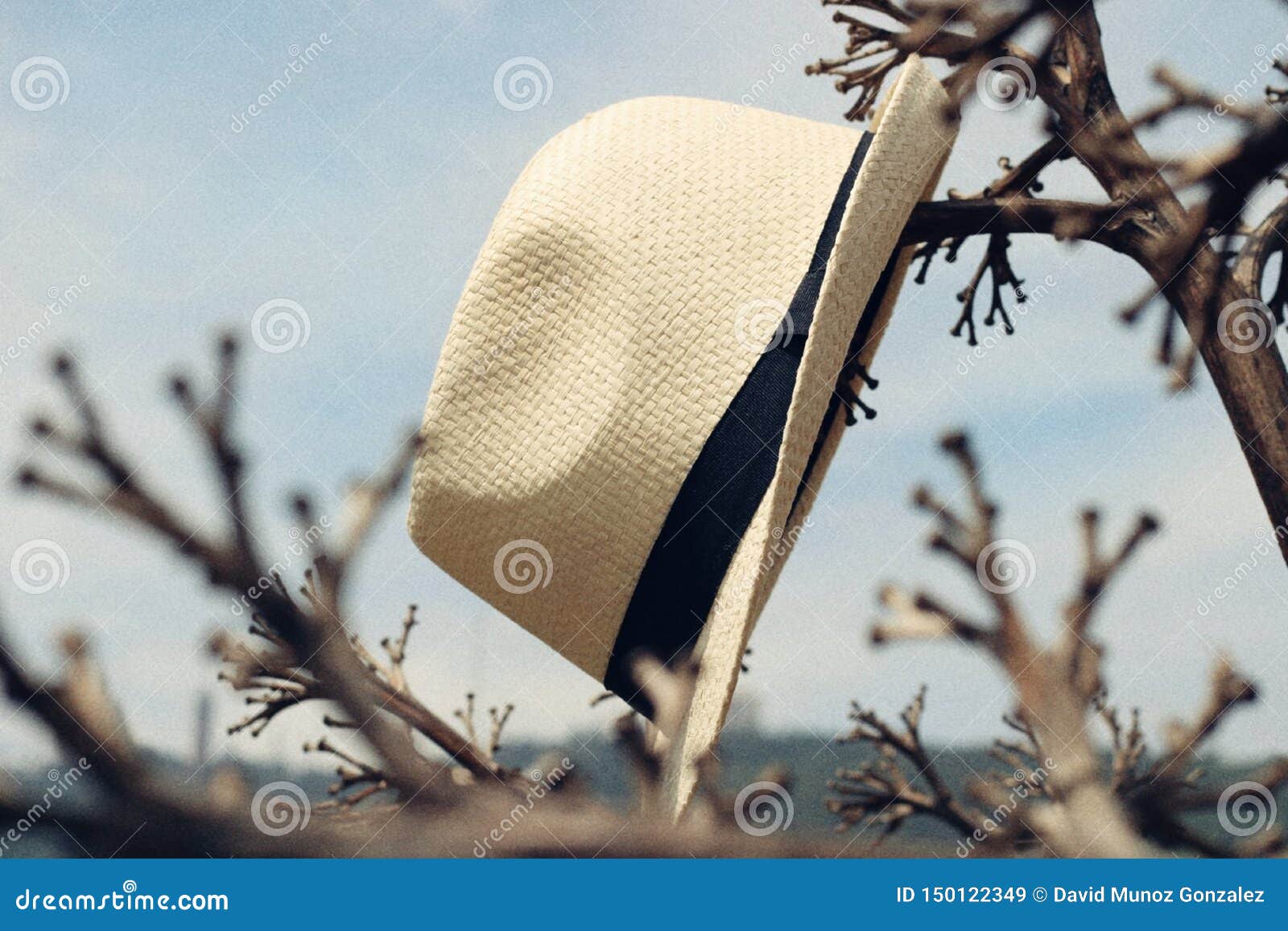 Hat hanging on a tree. stock image. Image of hats, tree - 150122349