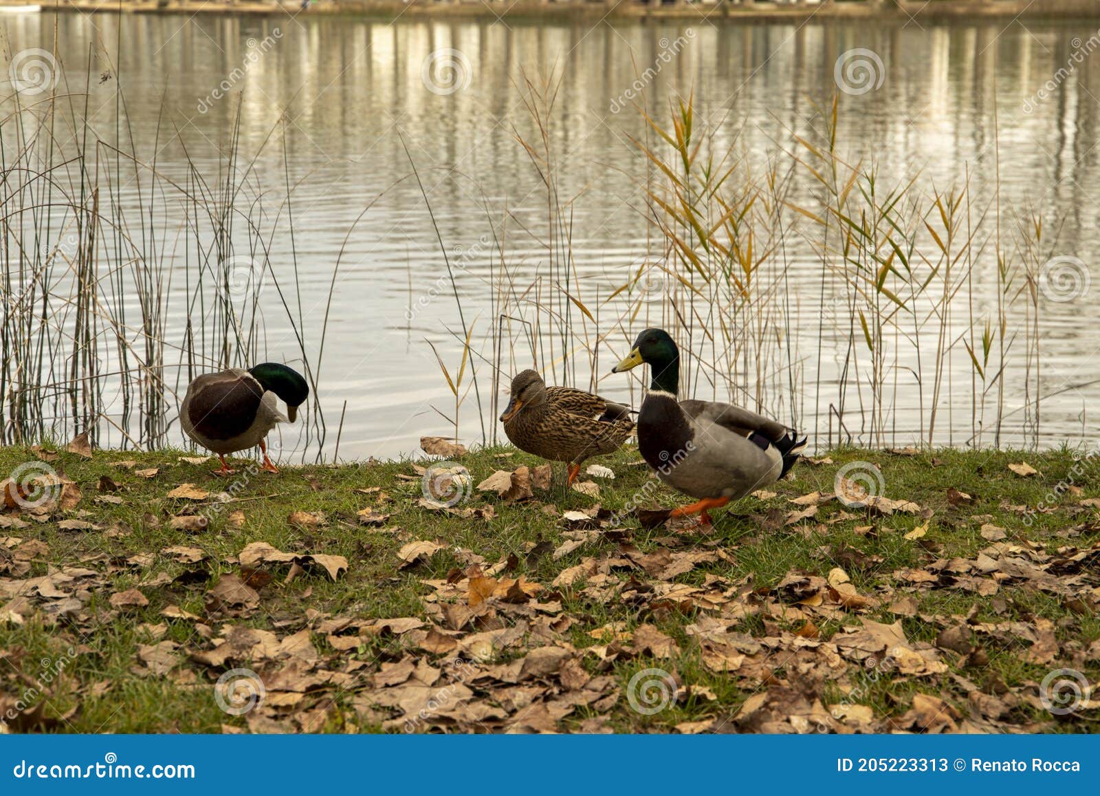 Photograph of Three Ducks Real Duck Mallard Duck Stock Image - Image of ...