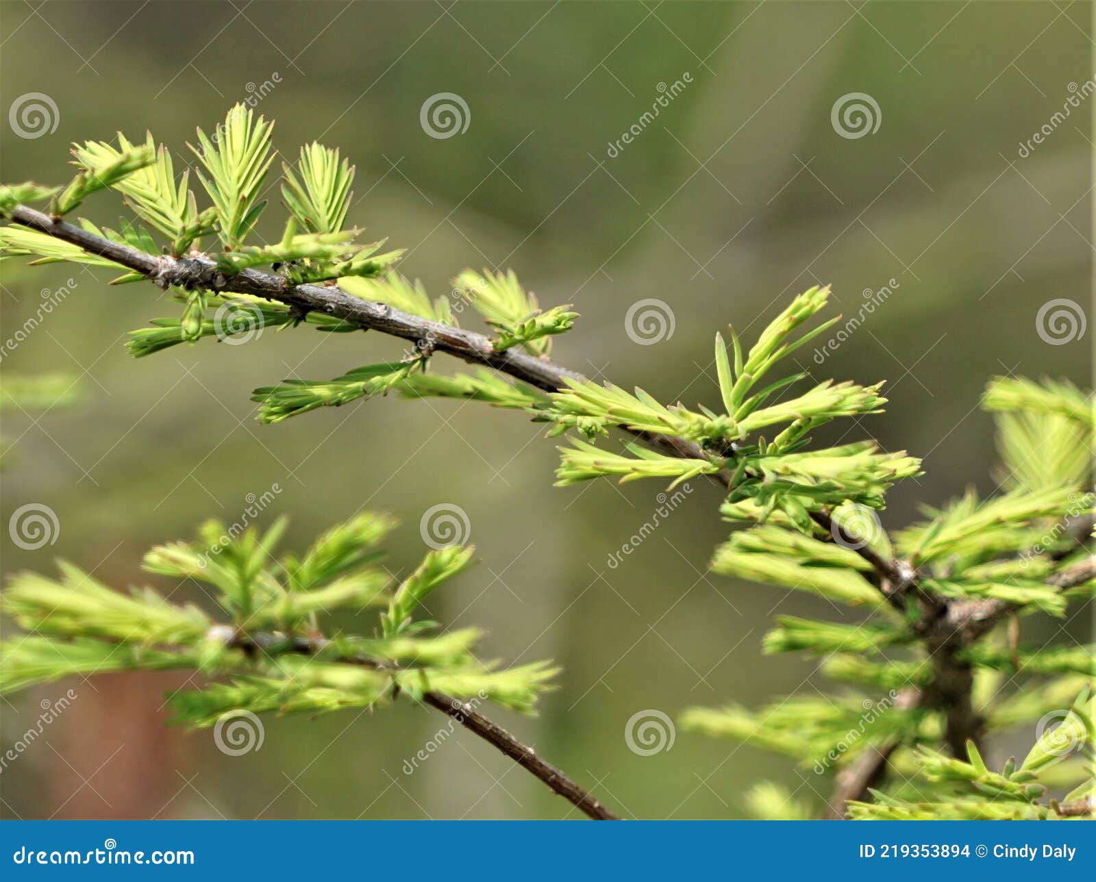 Tiny New Growth on a Pine Tree Blurr Stock Photo - Image of blurr, tiny ...