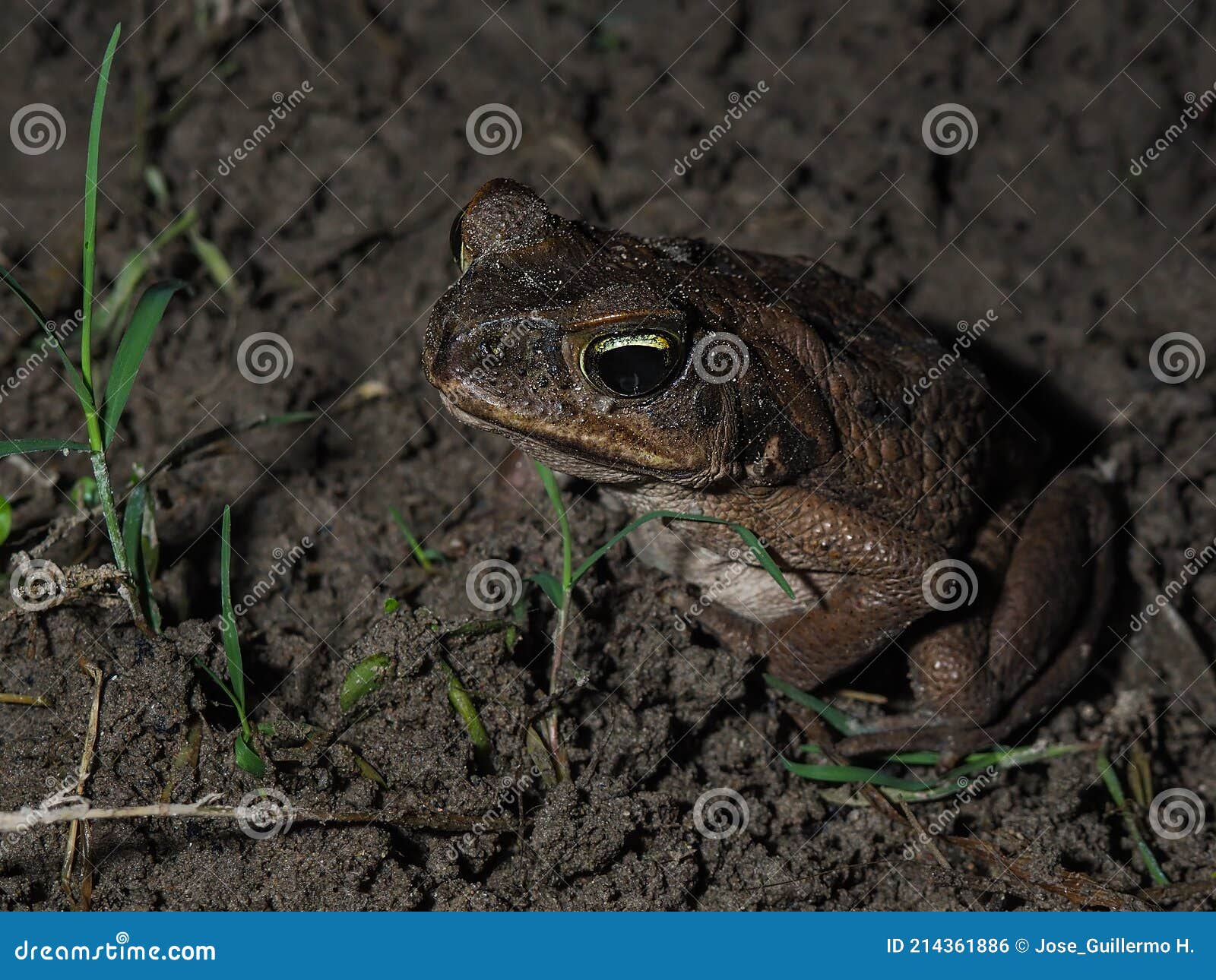 Photograph of a Toad at Night Stock Photo - Image of animal, reptiles ...