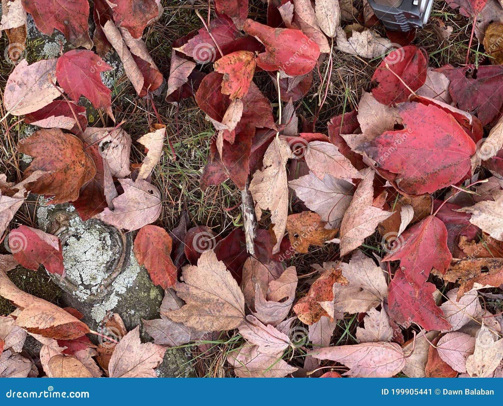 Top View of a Tree Root Inside Fall Leafs Red. Stock Image - Image of ...
