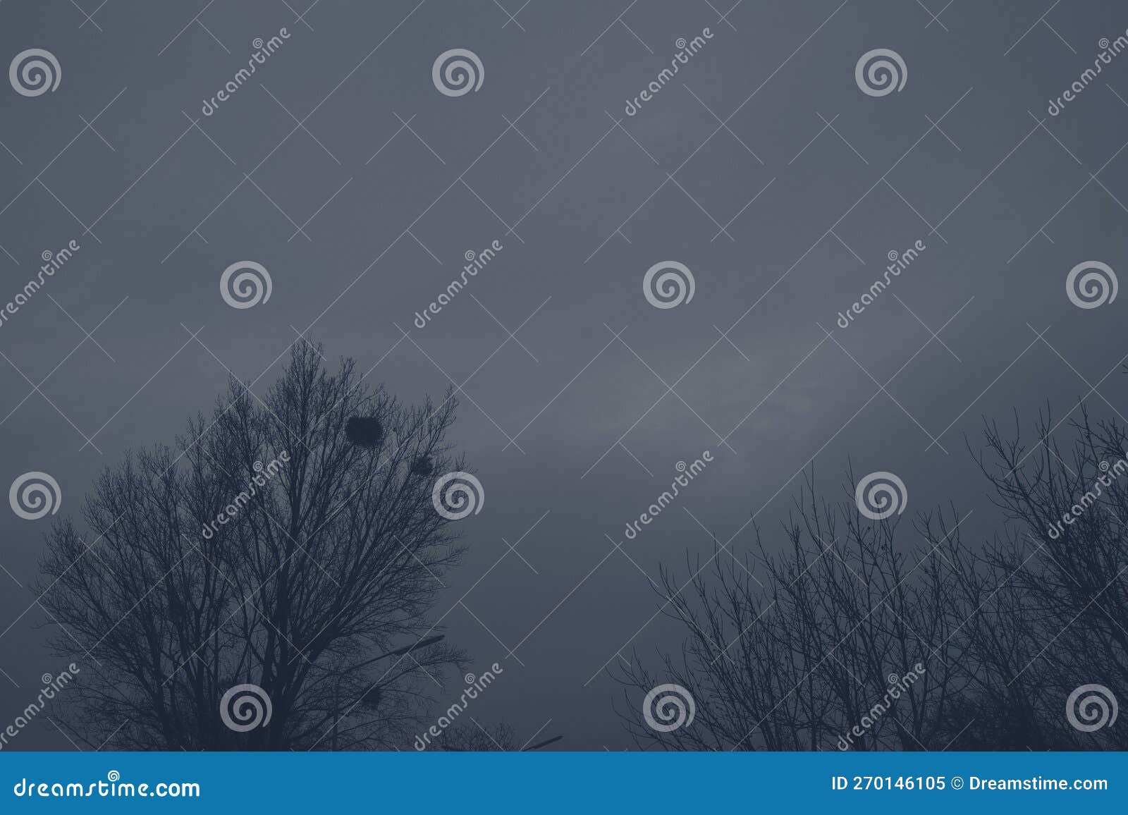 Trees in a Forest in Vienna, Austria Mountain and Woods Stock Image ...