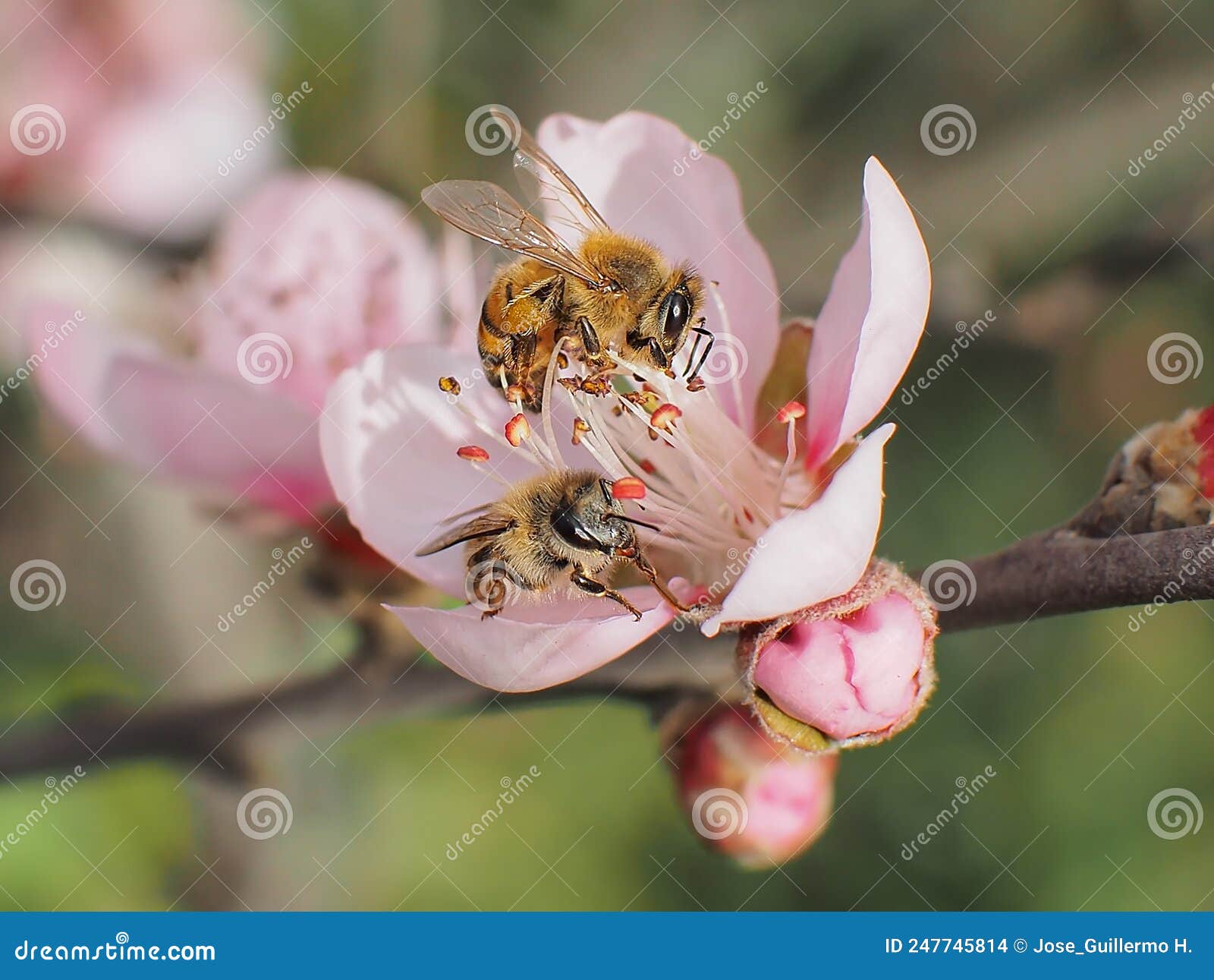 Photograph of Two Bees on a Peach Blossom Stock Photo - Image of animal ...