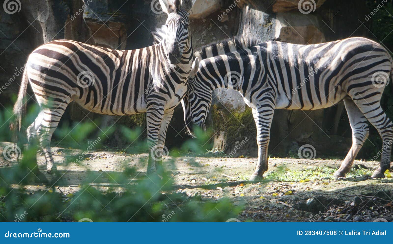 Photograph of a Two Zebras Playing in a Zoo Stock Photo - Image of jawa ...