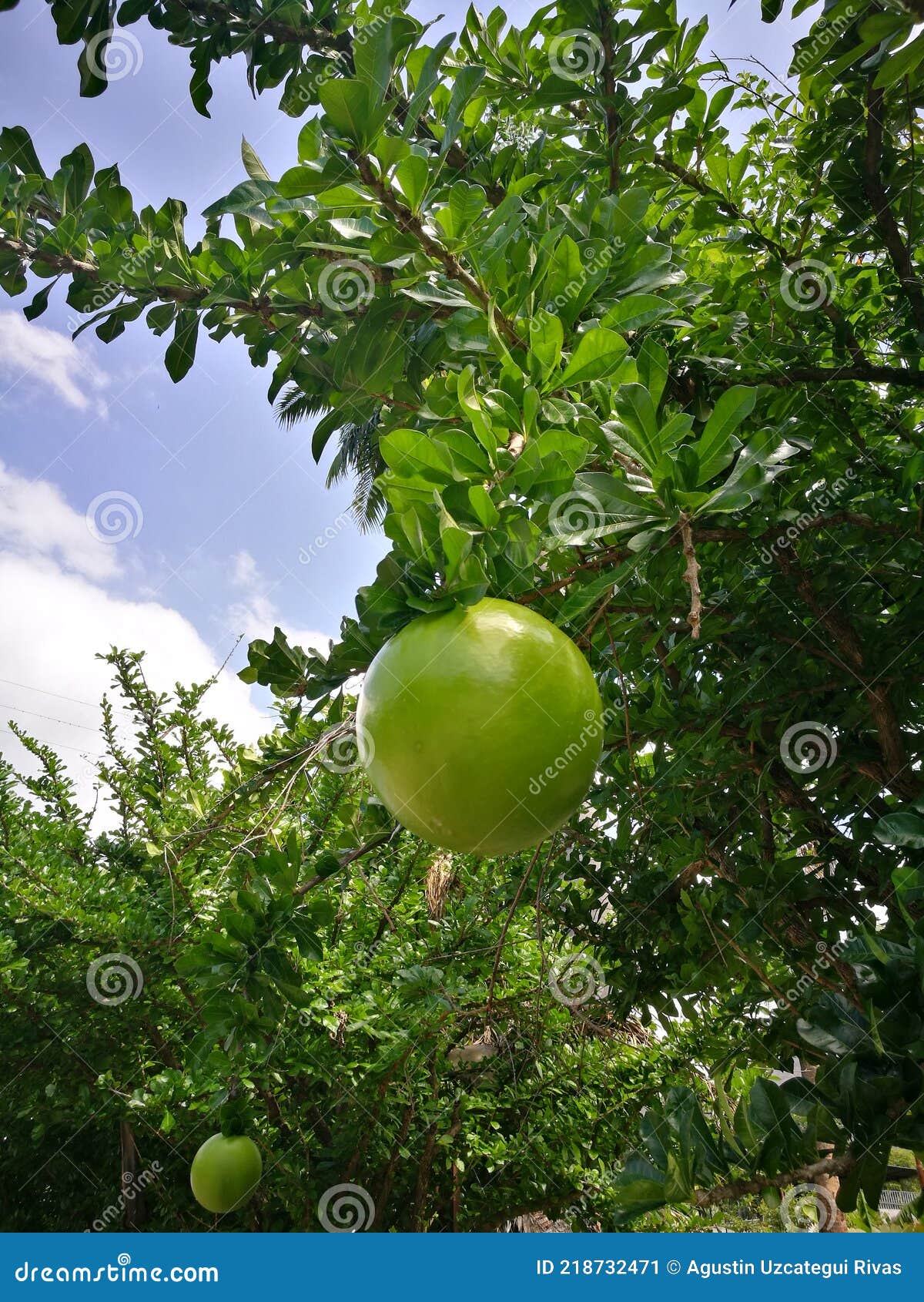 A Typical Tree in Venezuela with Its Fruit. Stock Image - Image of tree ...