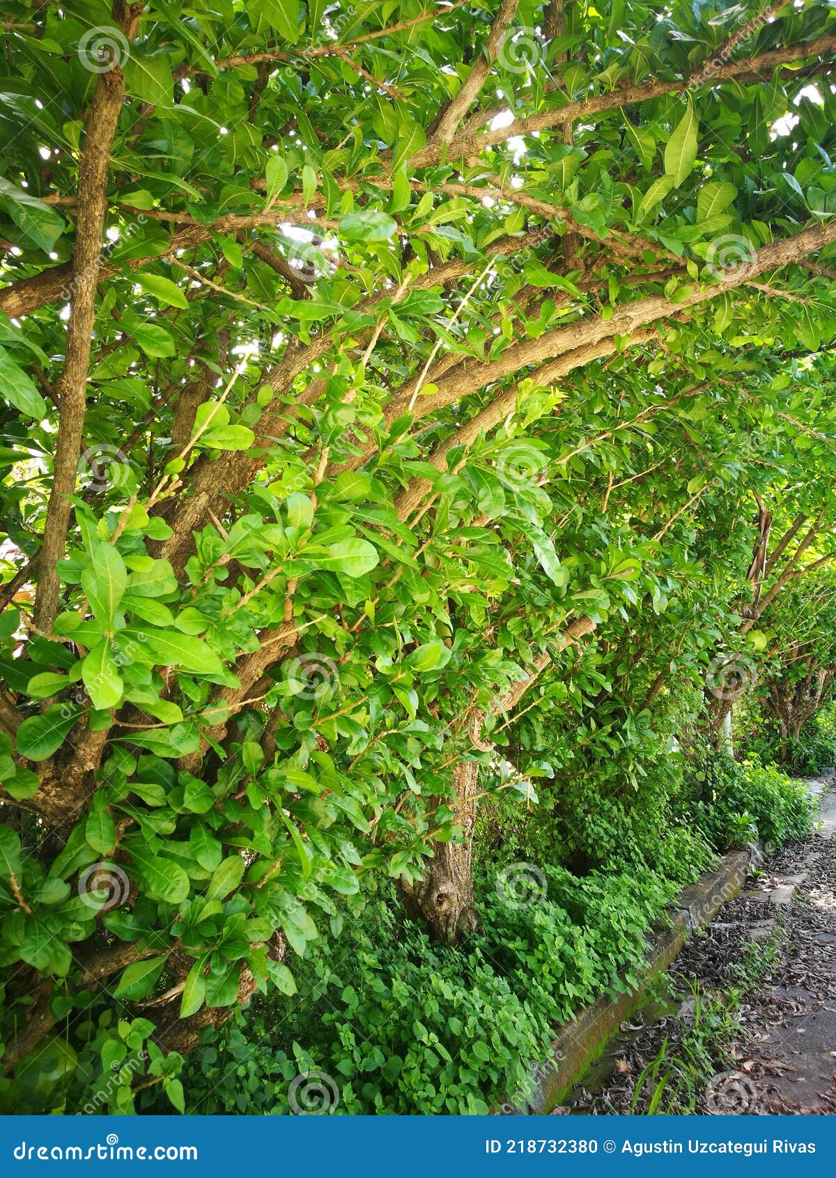 A Typical Tree in Venezuela with Its Fruit. Stock Photo - Image of ...