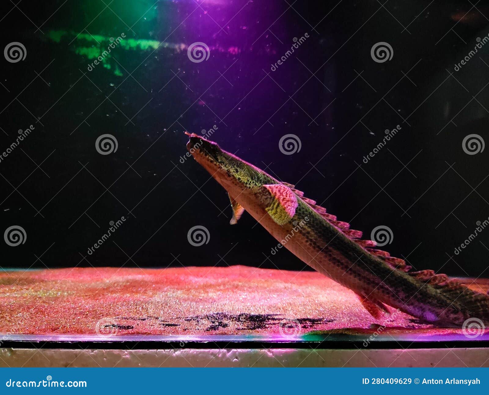 Photograph of Underwater Exotic Ancient Fish Polypterus Bichir Lapradei ...