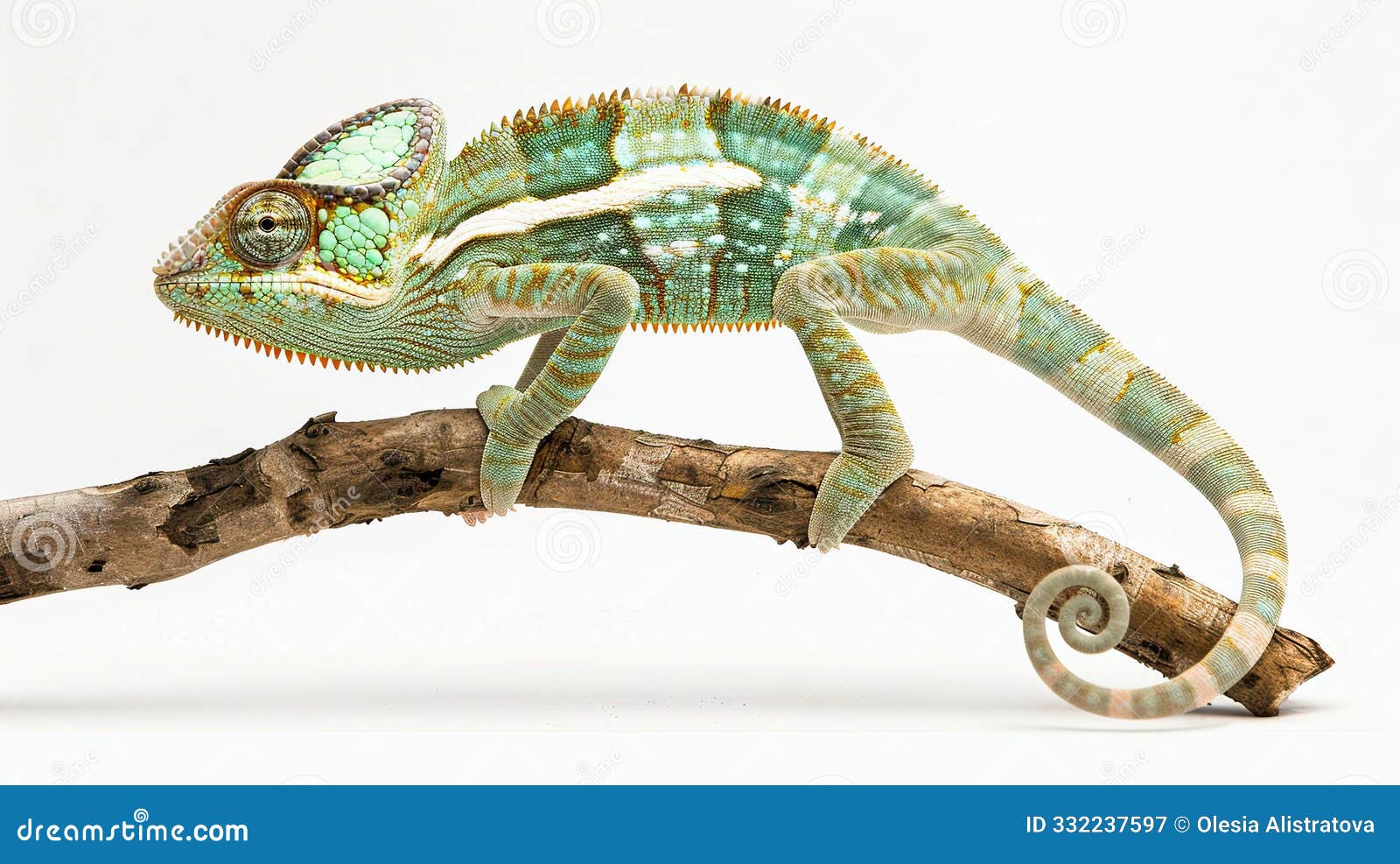 Photograph of a Veiled Chameleon Full Body in a Dynamic Pose on a Pure ...