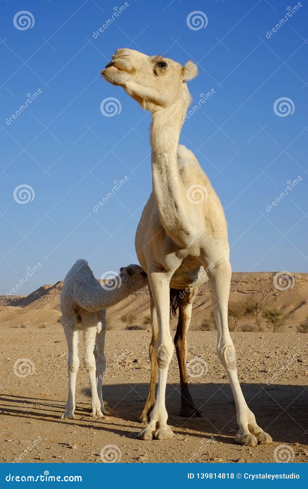 Front Face of Dromedary or Arabian Camel Stock Photo - Image of face ...