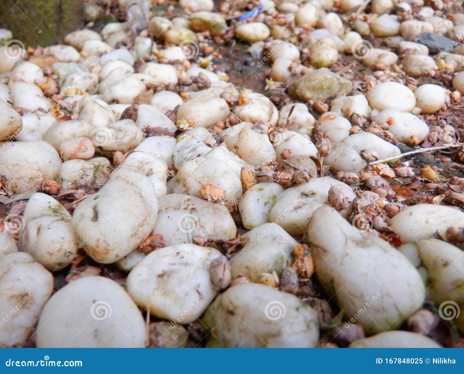 Photograph of White Pebbles Stock Image - Image of texture, stone ...